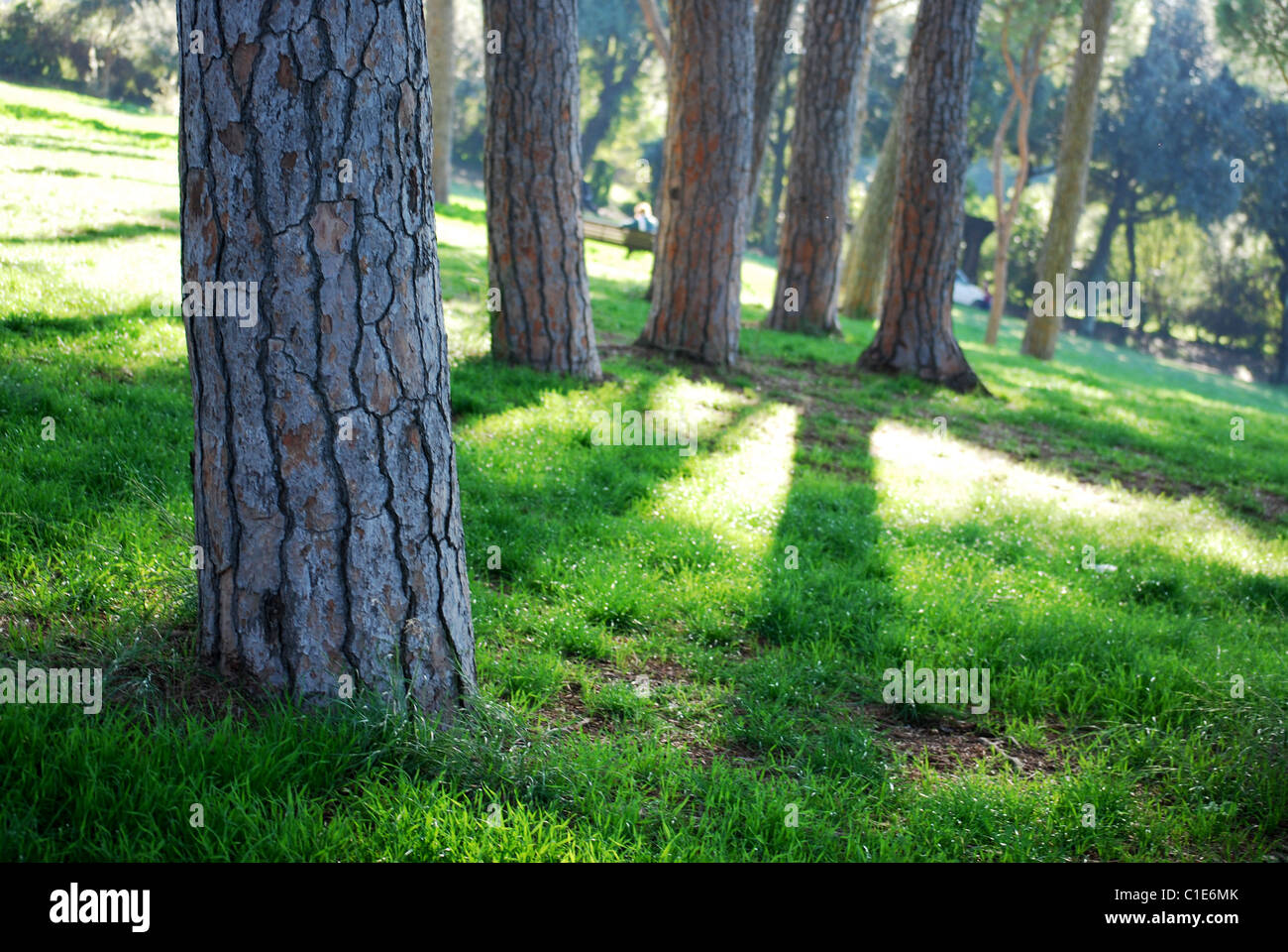 light among trees Stock Photo - Alamy