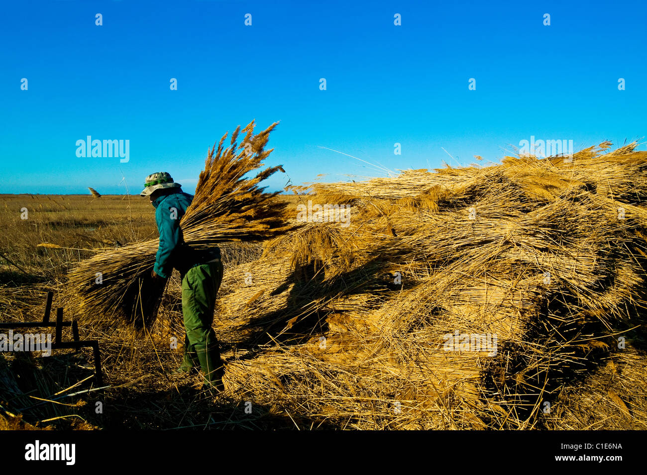 Man Harvesting Reeds, Petite Camargue, Gard, France Stock Photo - Alamy
