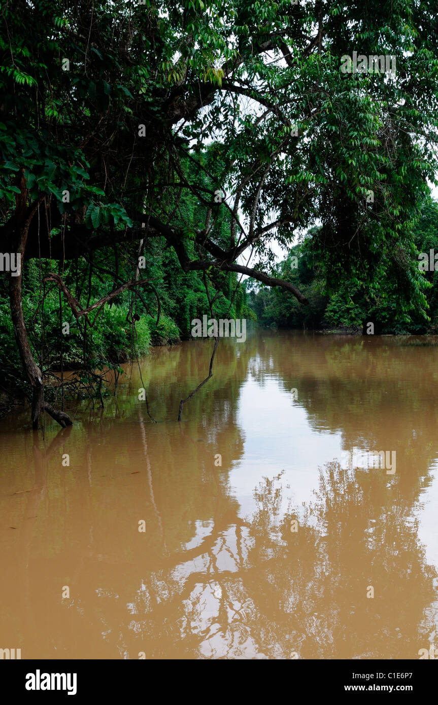 jungle tropical forest along the Kinabatangan River Sabah, malaysian ...