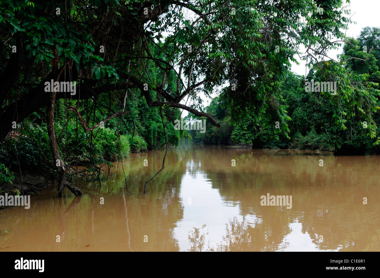 jungle tropical forest along the Kinabatangan River Sabah, malaysian ...