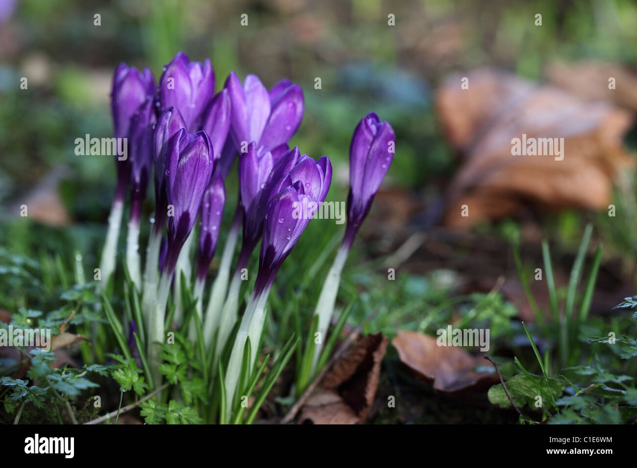 Uk purple wildflowers hi-res stock photography and images - Alamy