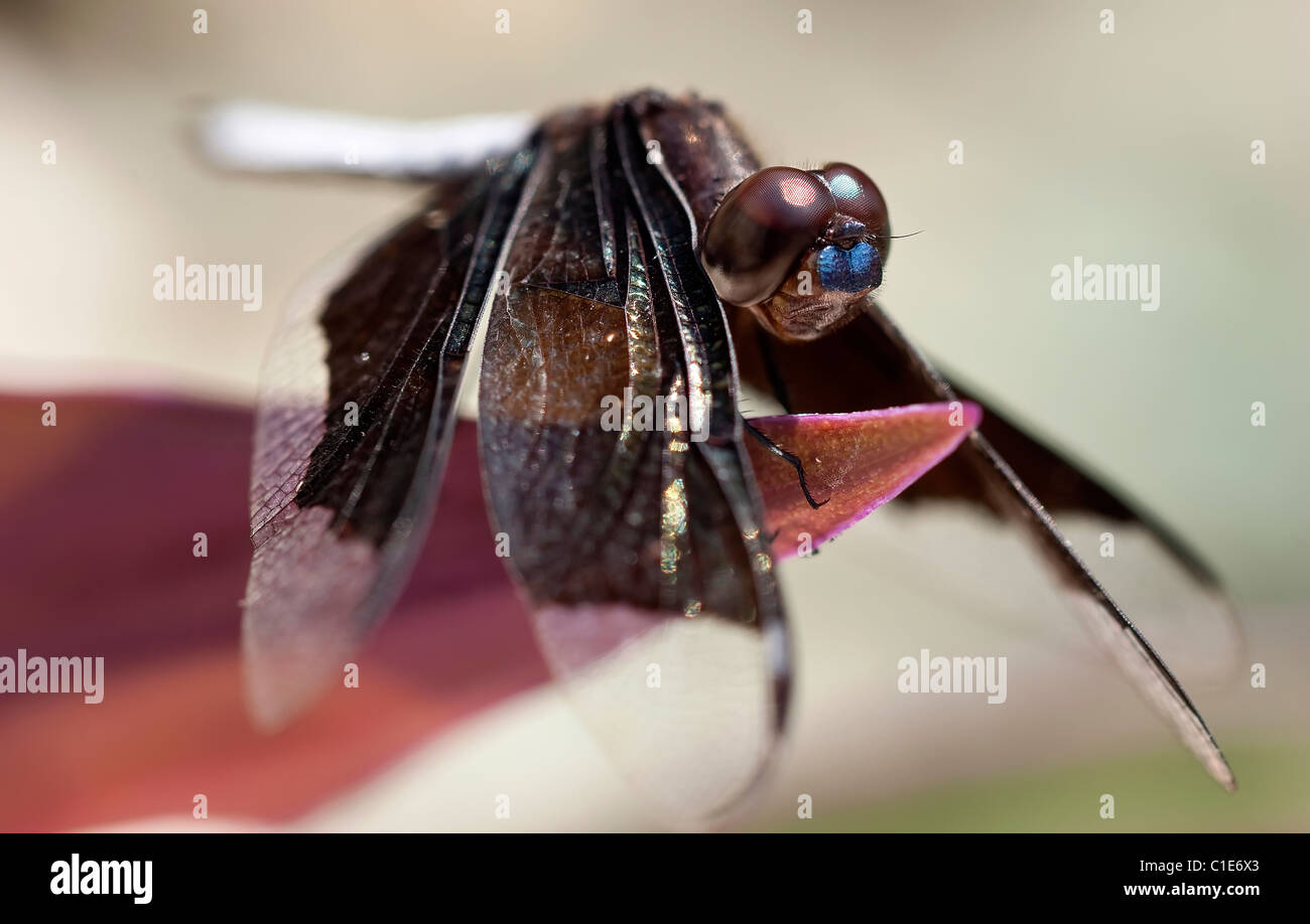 Black dragon fly hi-res stock photography and images - Alamy