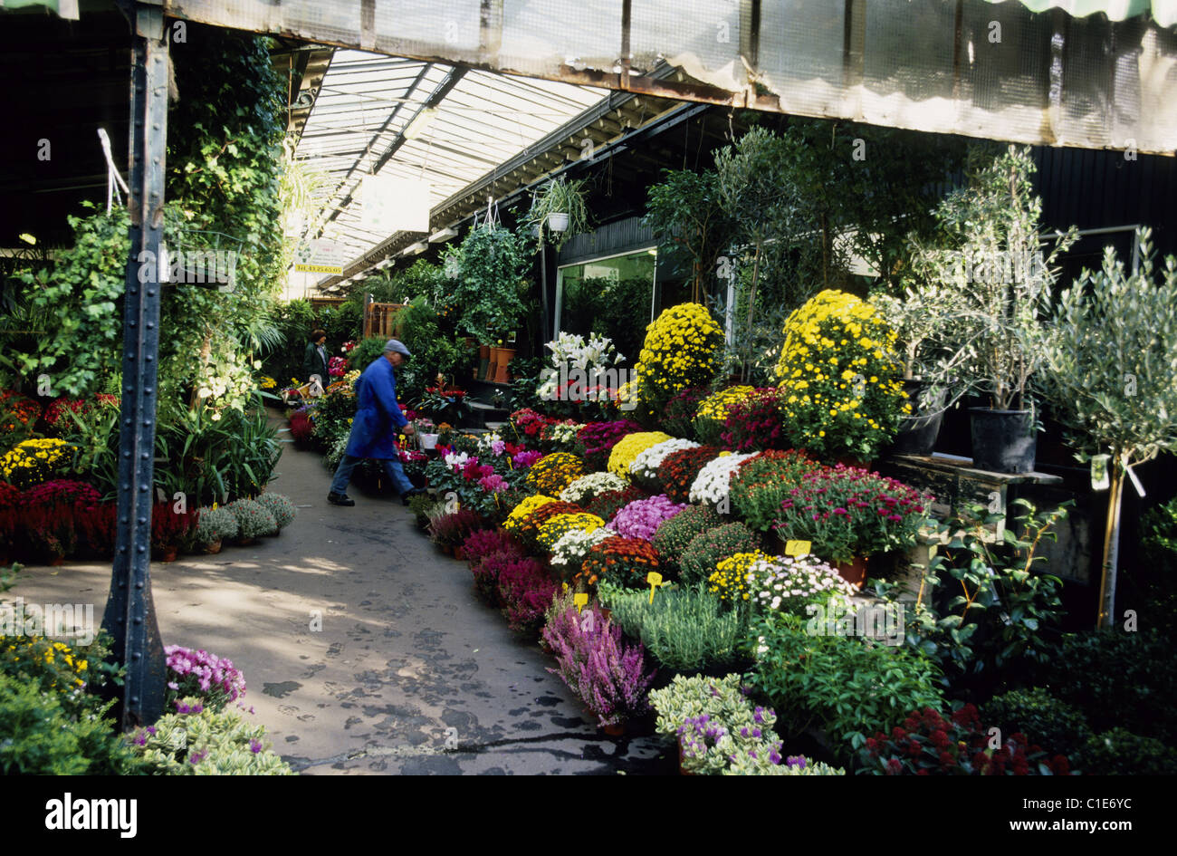 France, Paris, Ile de la Cite, flower market Stock Photo - Alamy
