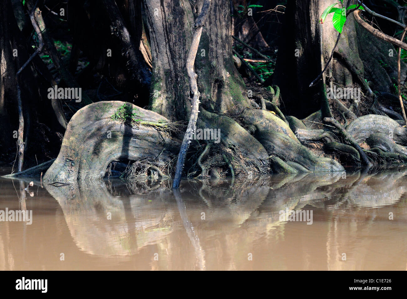 jungle tropical forest along the Kinabatangan River Sabah, malaysian ...