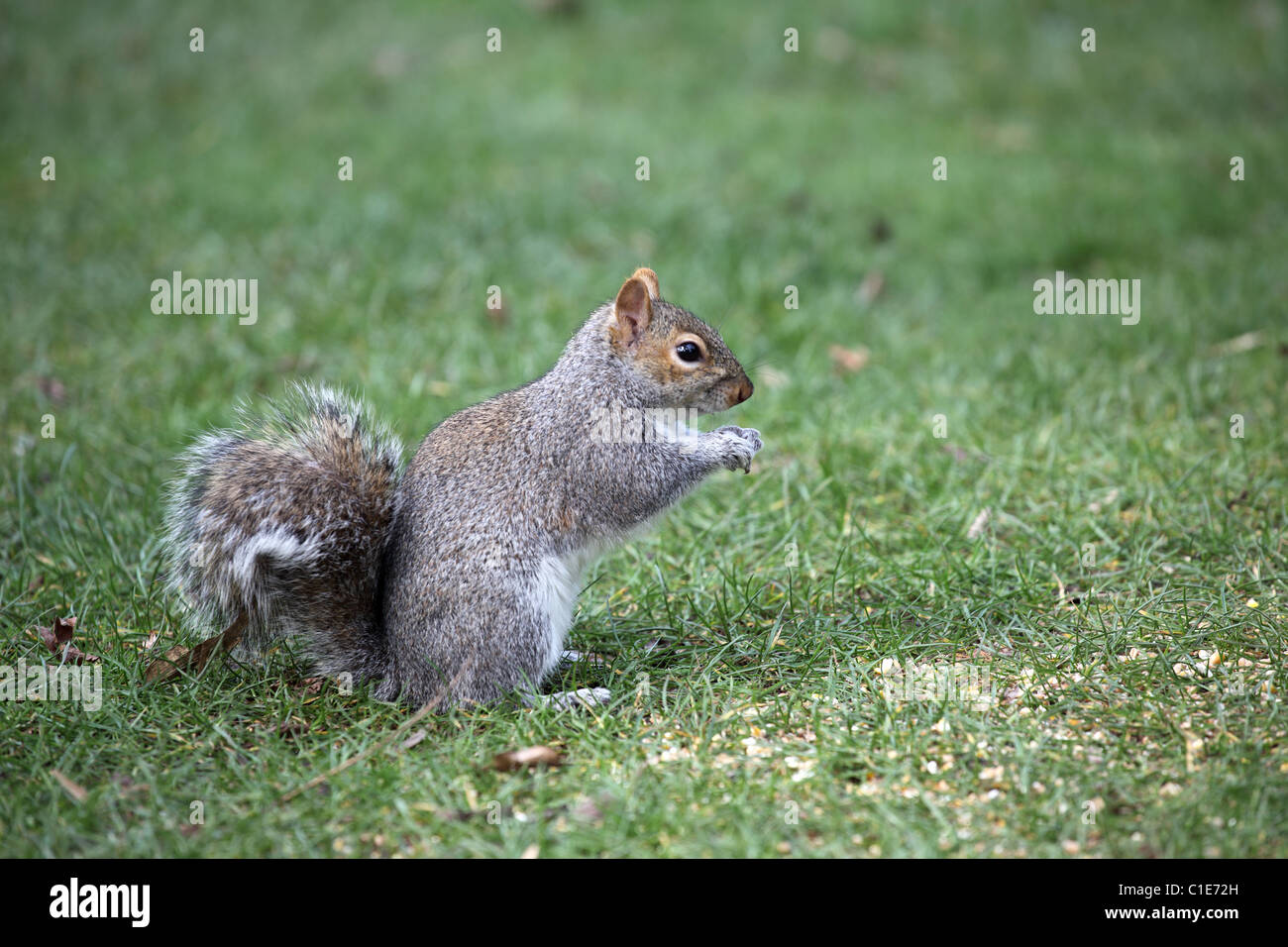 Close up of a Grey Squirrel (sciurus carolinensis) listening - against ...