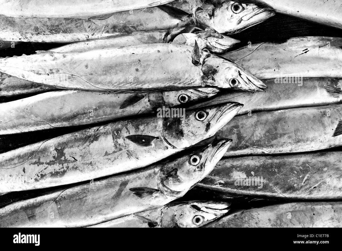 Images Of Fish Black And White