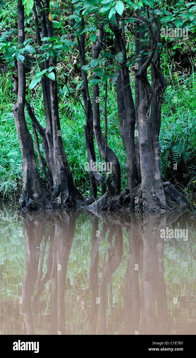 jungle tropical forest along the Kinabatangan River Sabah, malaysian ...