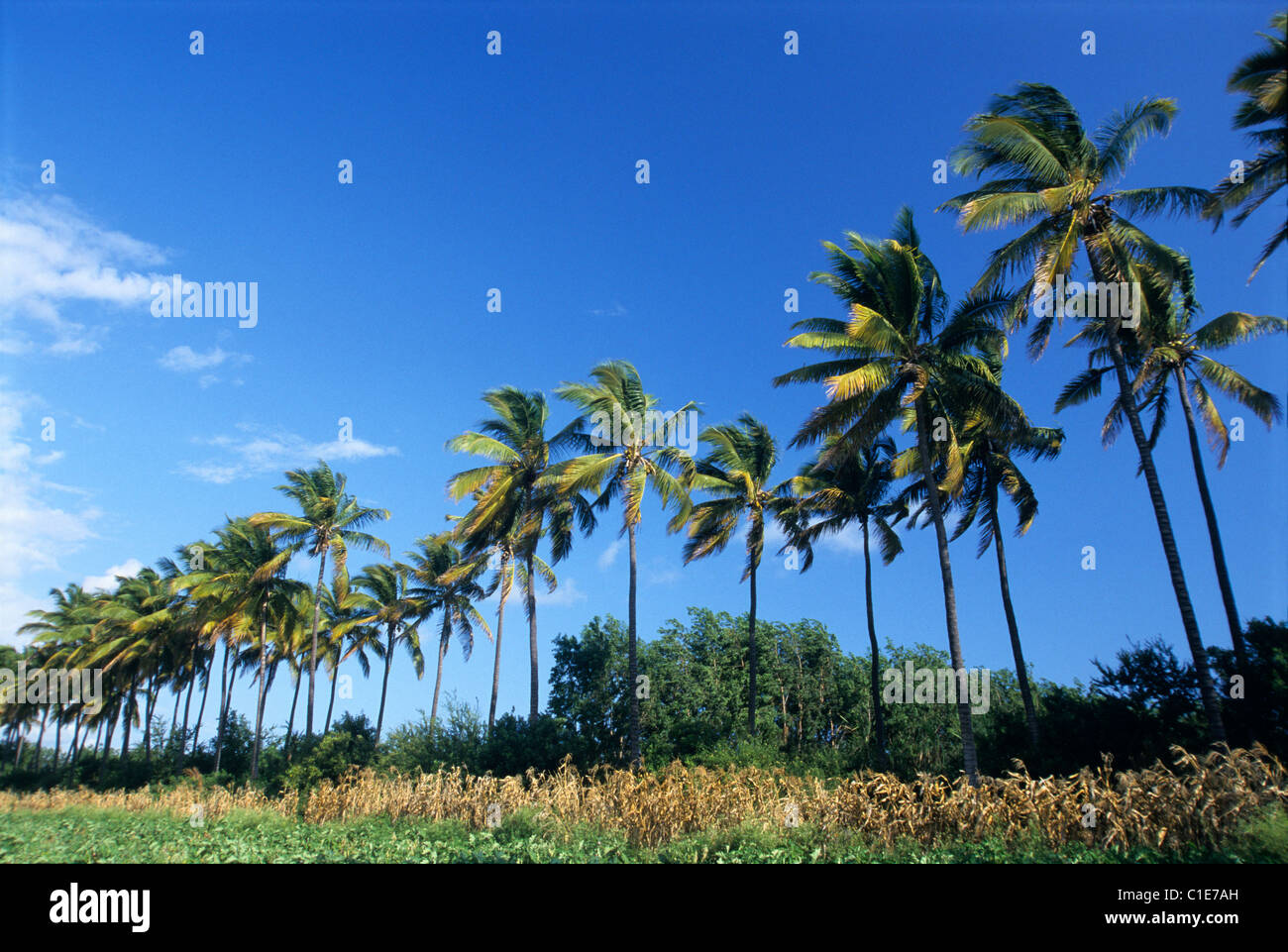 Palm trees row , Saint Louis, La Reunion island (France), Indian Ocean ...