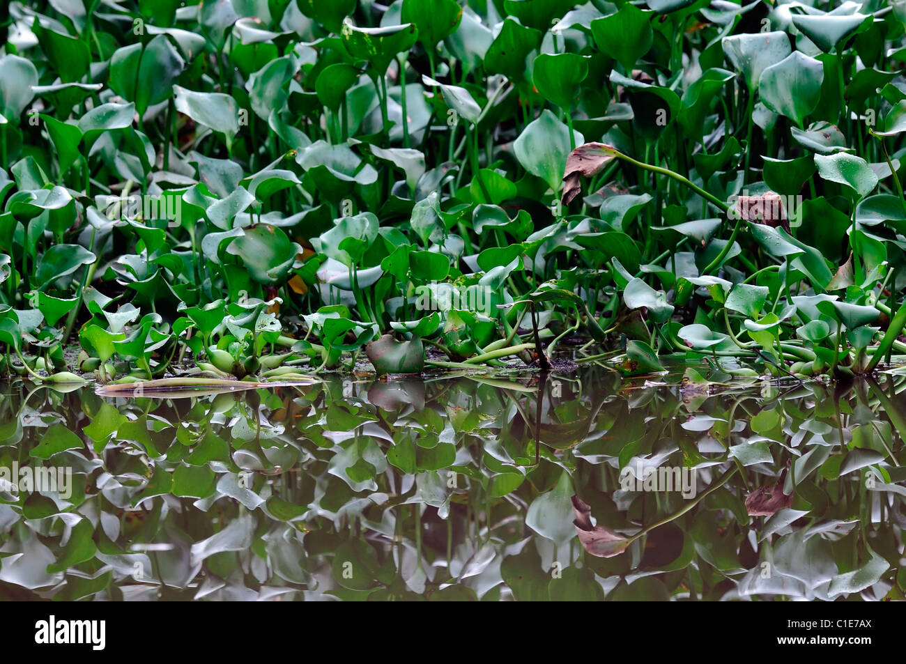 water foliage jungle tropical forest along the Kinabatangan River Sabah ...