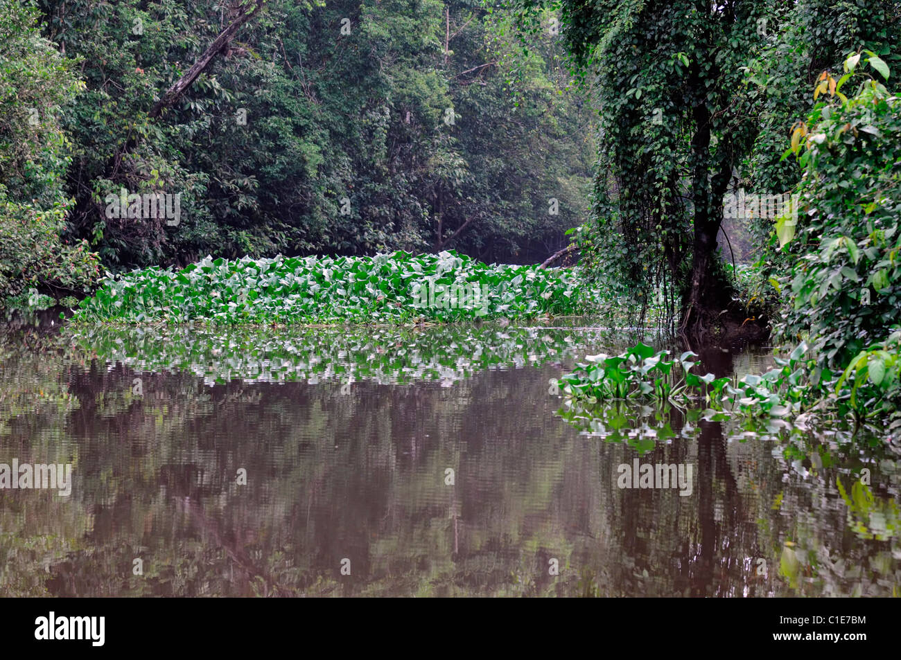 jungle tropical forest along the Kinabatangan River Sabah, malaysian ...