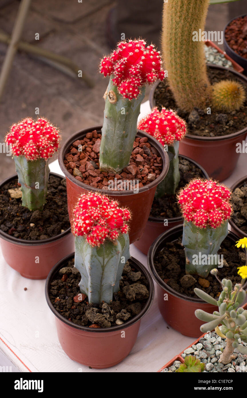 Mutant cactus hi-res stock photography and images - Alamy