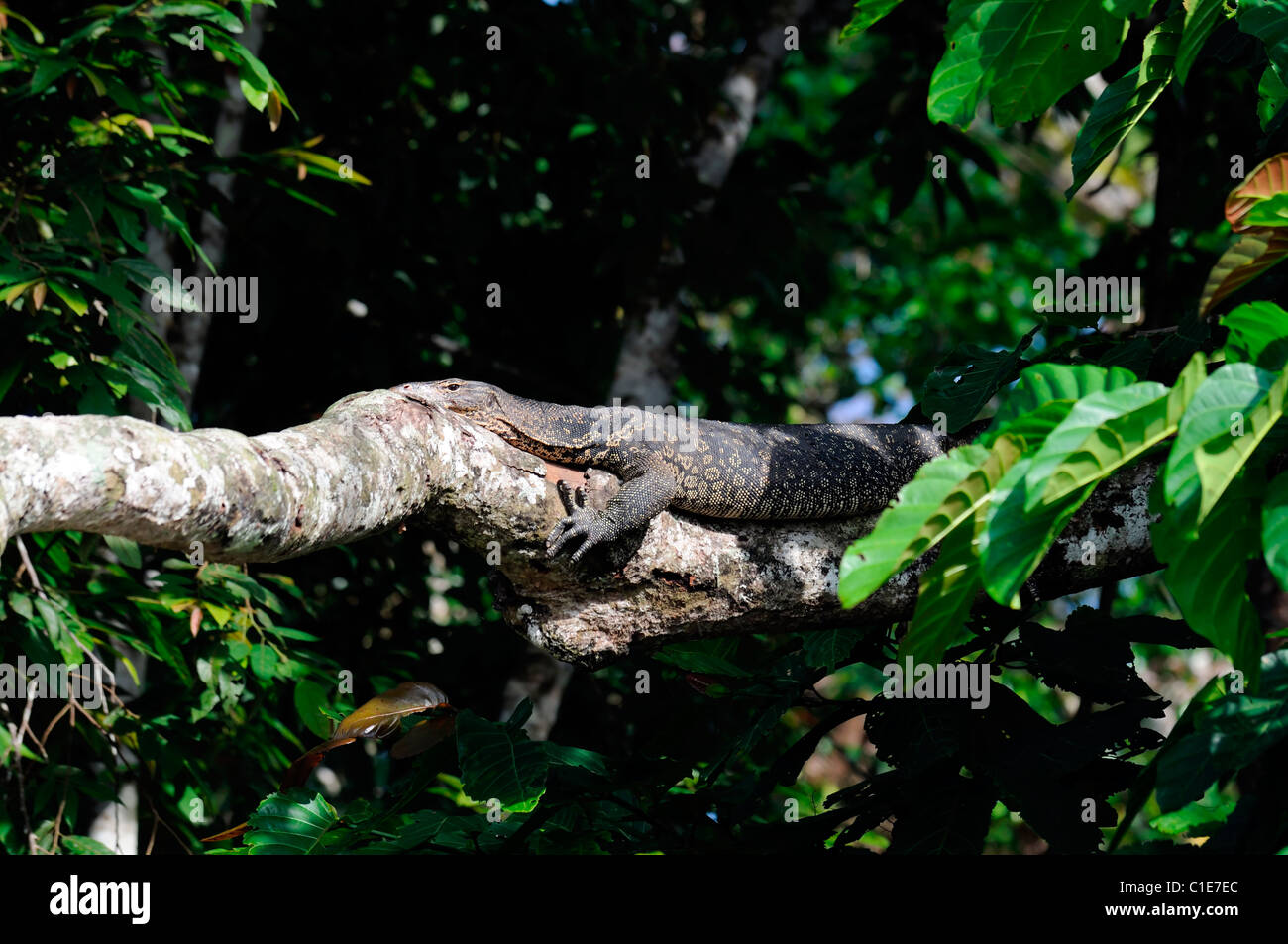 lizard resting on tree limb jungle tropical forest along the ...