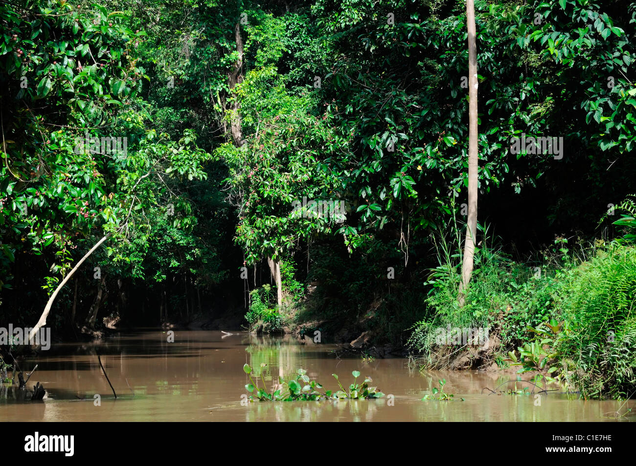 jungle tropical forest along the Kinabatangan River Sabah, malaysian ...