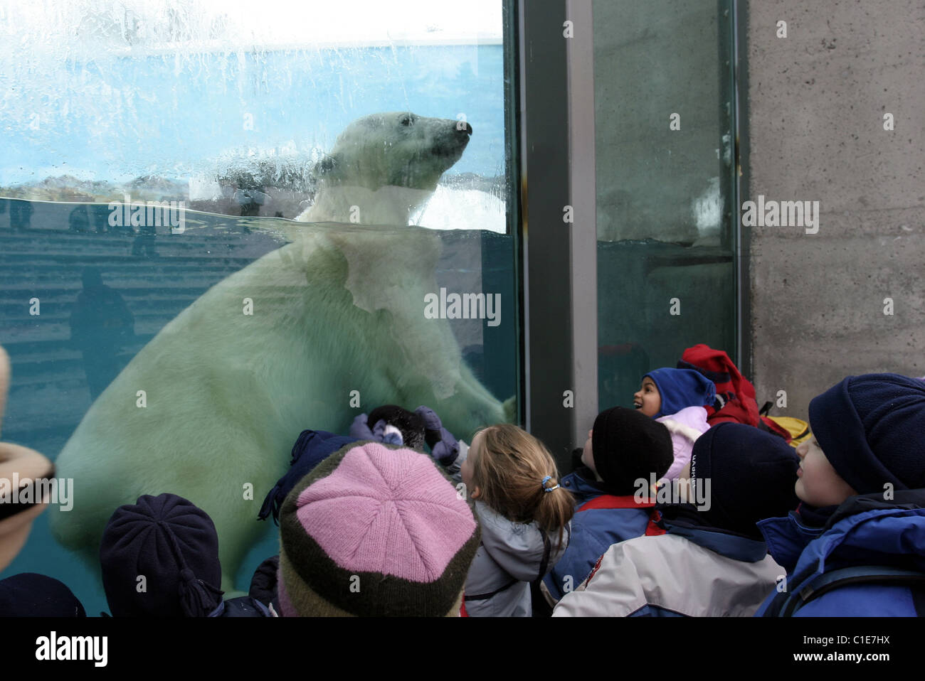 Canada, Quebec Province, Quebec city, Quebec park aquarium, white bear ...