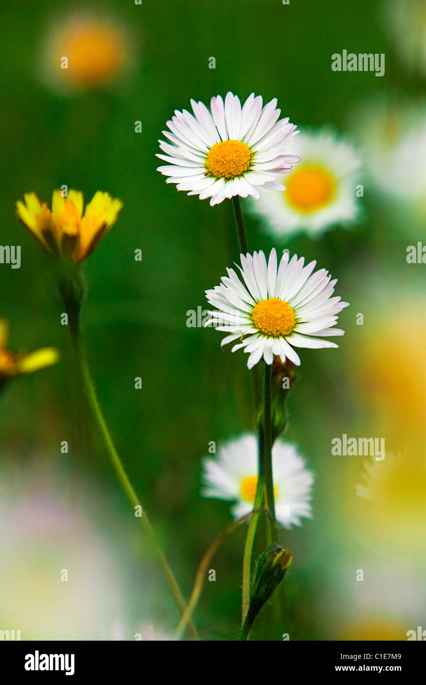 Willd hi-res stock photography and images - Alamy