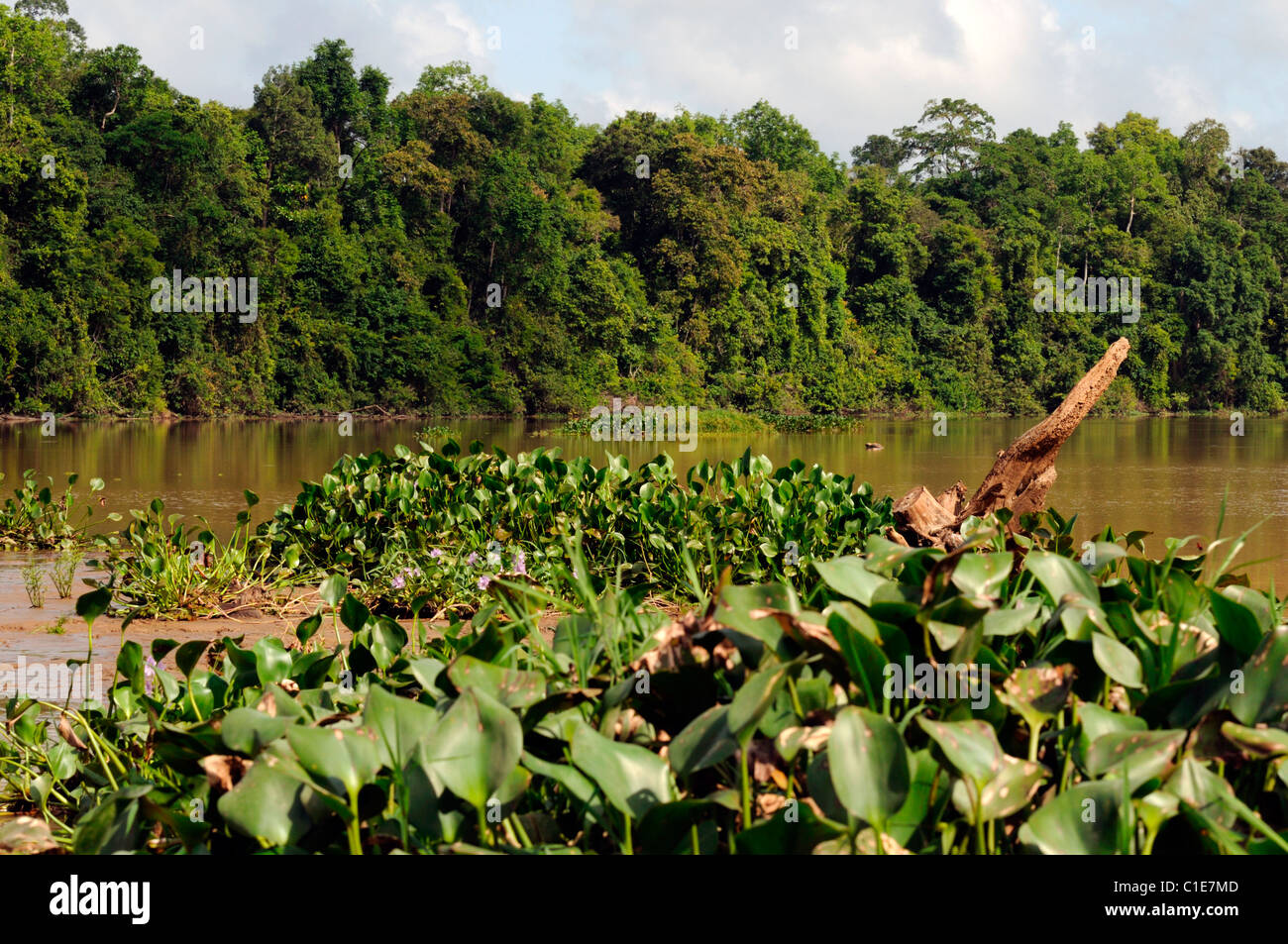 jungle tropical forest along the Kinabatangan River Sabah, malaysian ...