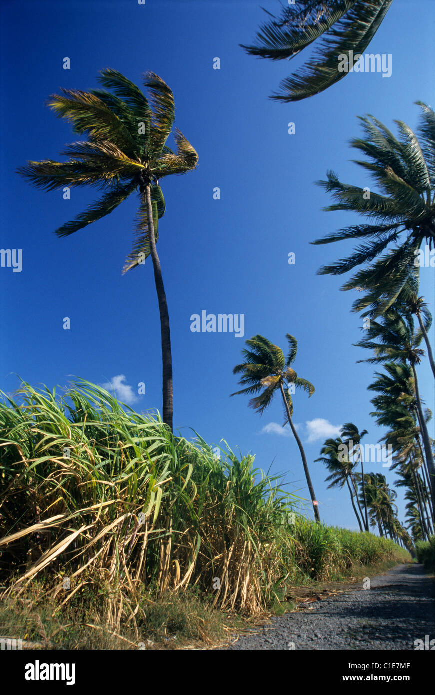 Palm trees row and sugar cane field, Saint Louis, La Reunion island ...