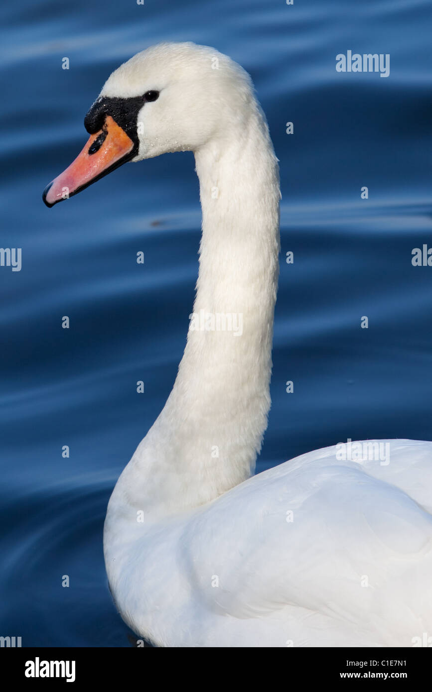 Swan head detail hi-res stock photography and images - Alamy