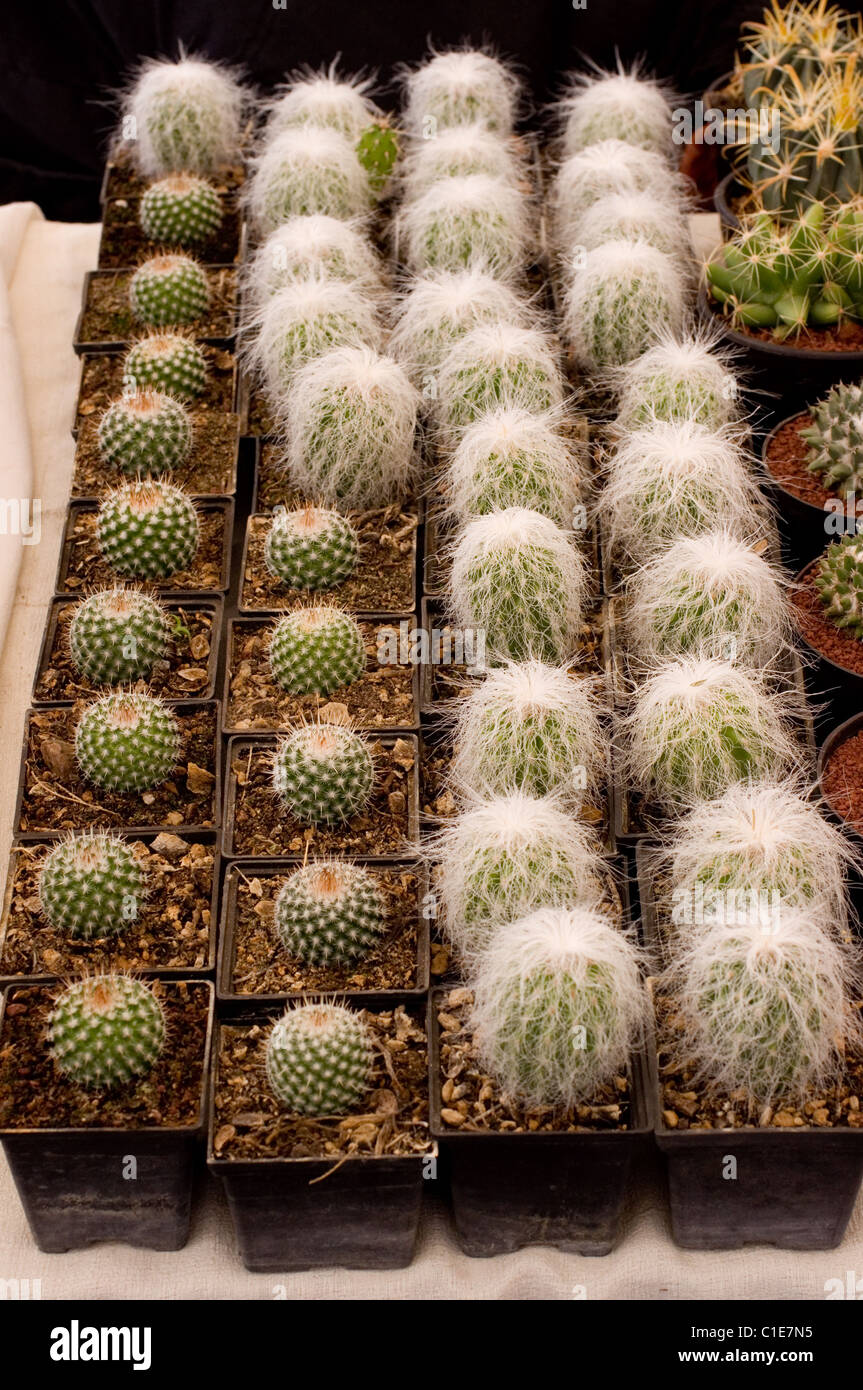 Young "Old man" cacti (Cephalocereus senilis) grown from seed Stock ...
