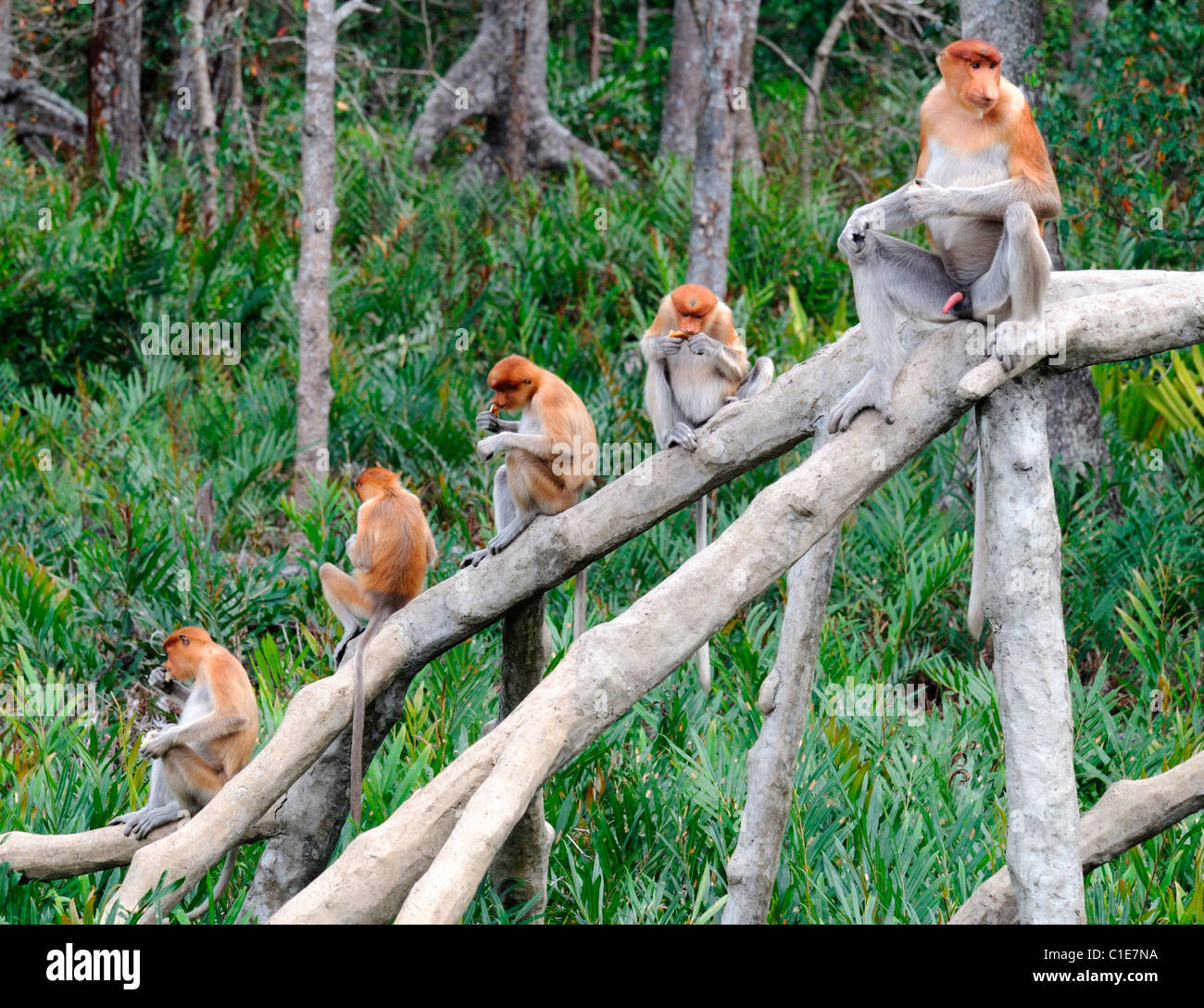 Labuk Bay Proboscis Monkey Sanctuary Conservation center sandakan sabah ...