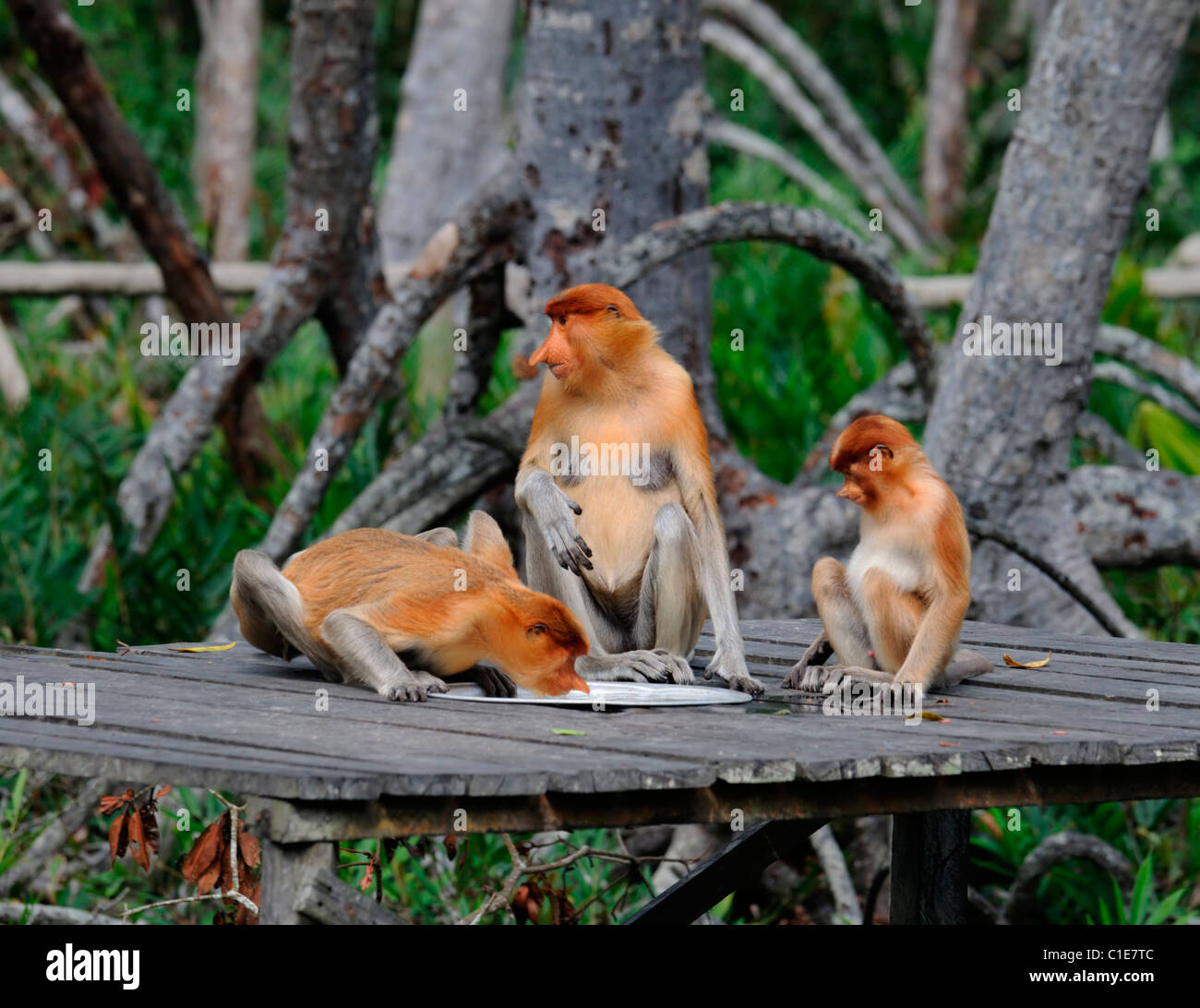 Labuk Bay Proboscis Monkey Sanctuary Conservation center sandakan sabah ...