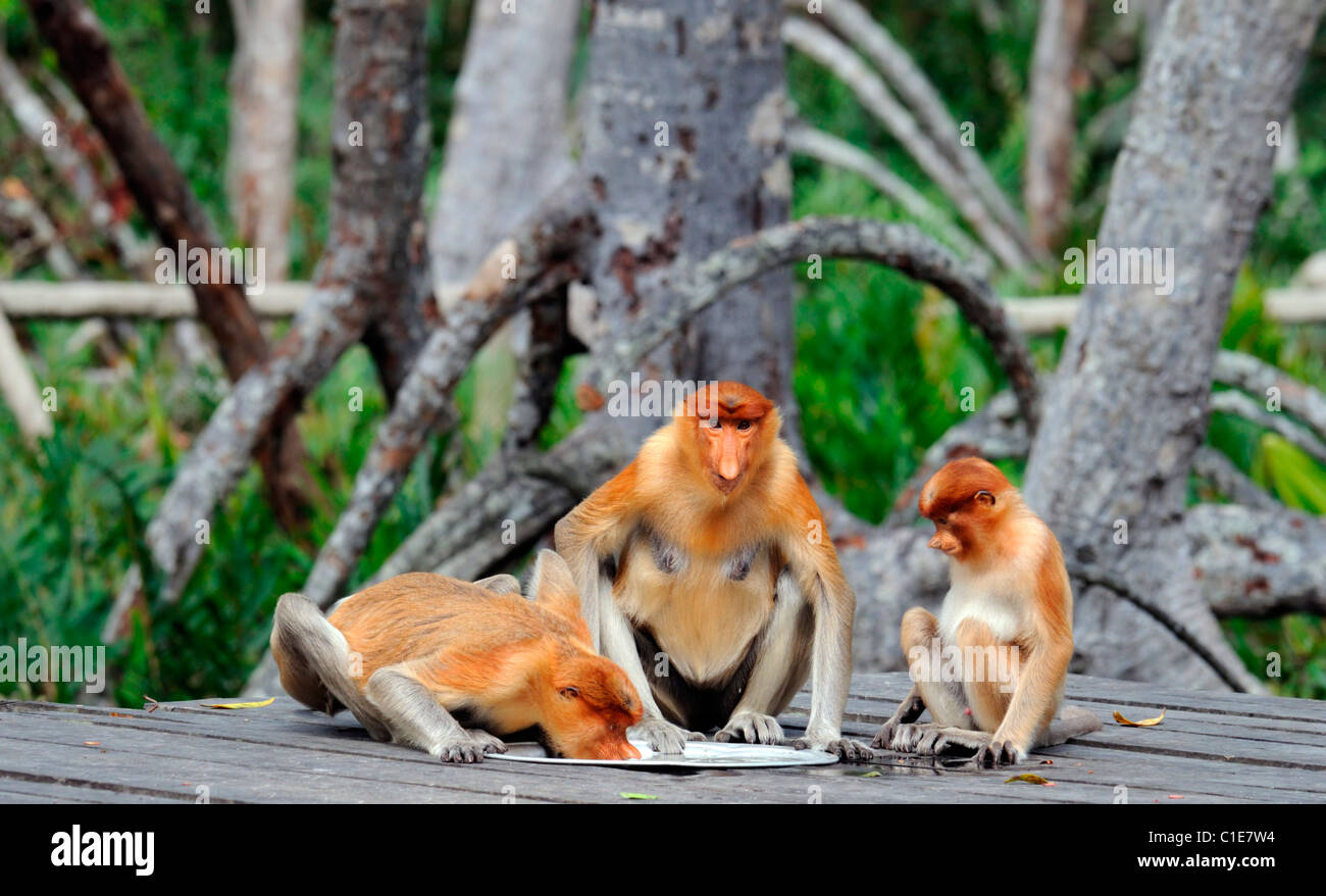 Labuk Bay Proboscis Monkey Sanctuary Conservation center sandakan sabah ...