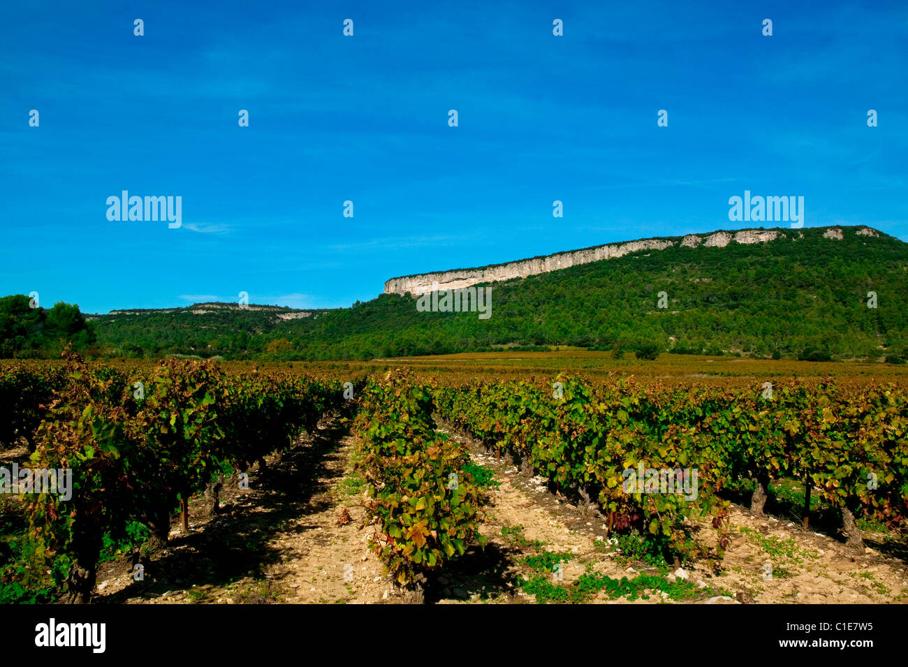 Vineyard vineyards languedoc roussillon france hi-res stock photography ...