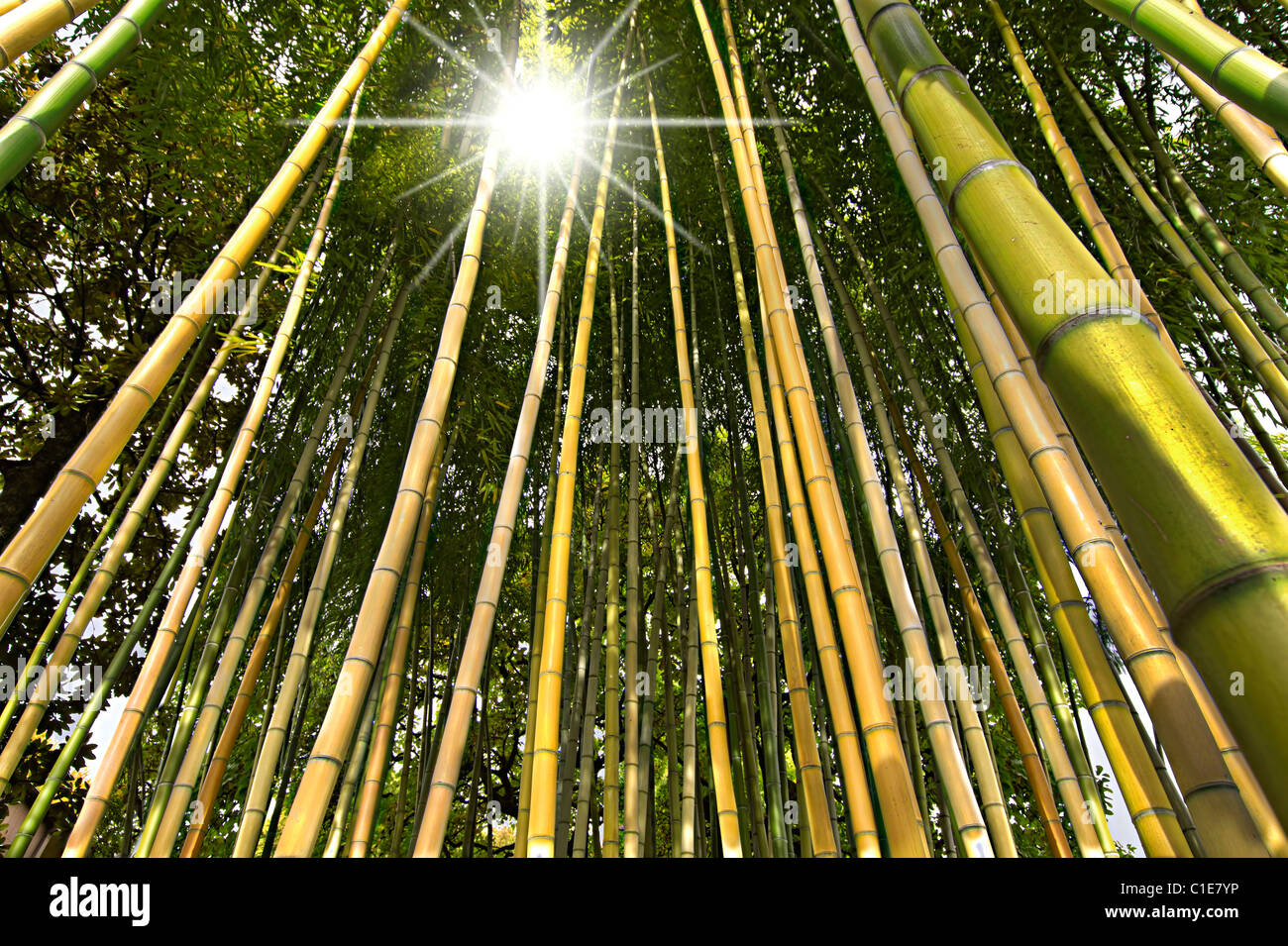 Bamboo Forest Perspective in Asian Inspired Garden Stock Photo - Alamy