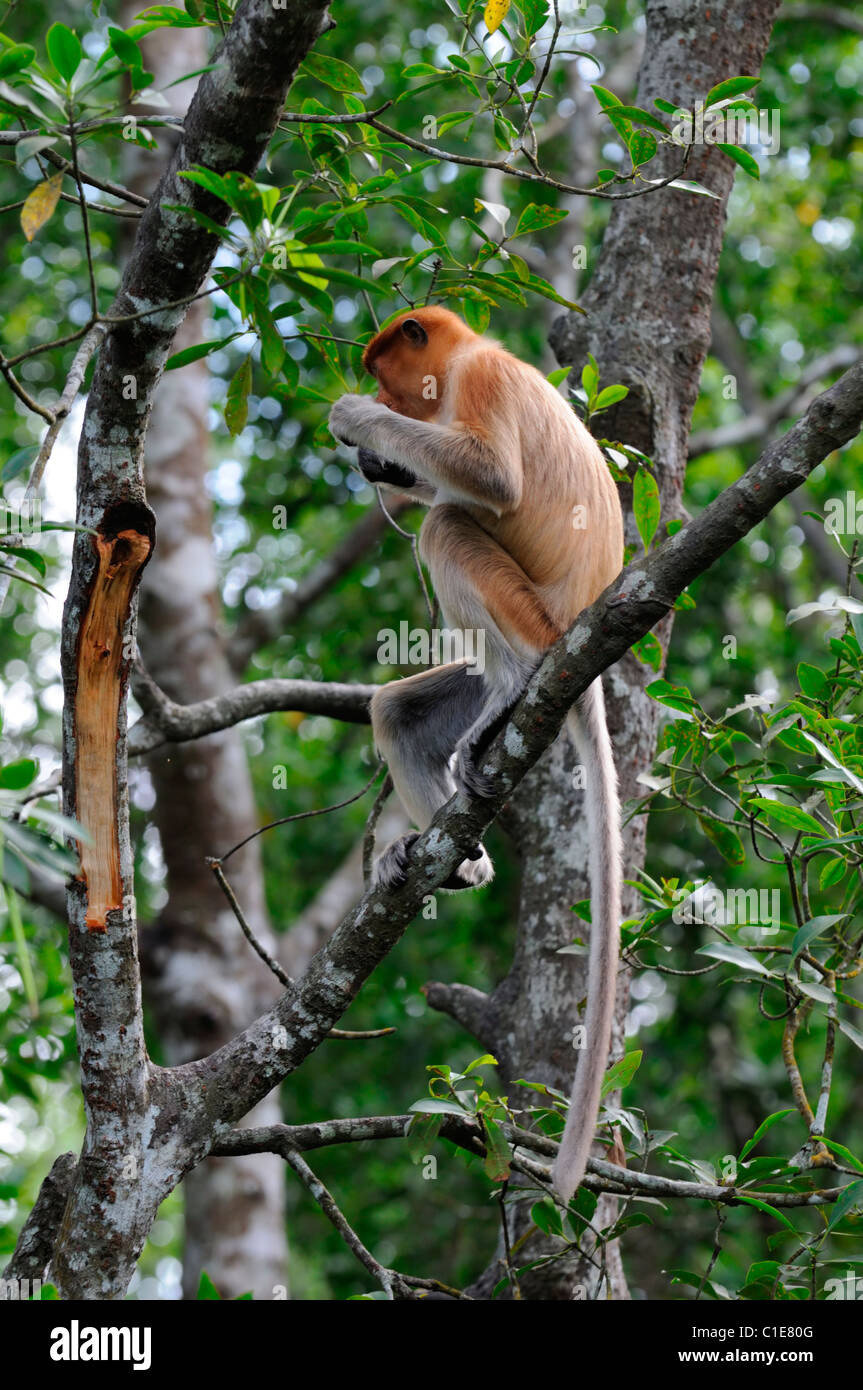 Labuk Bay Proboscis Monkey Sanctuary Conservation center sandakan sabah ...