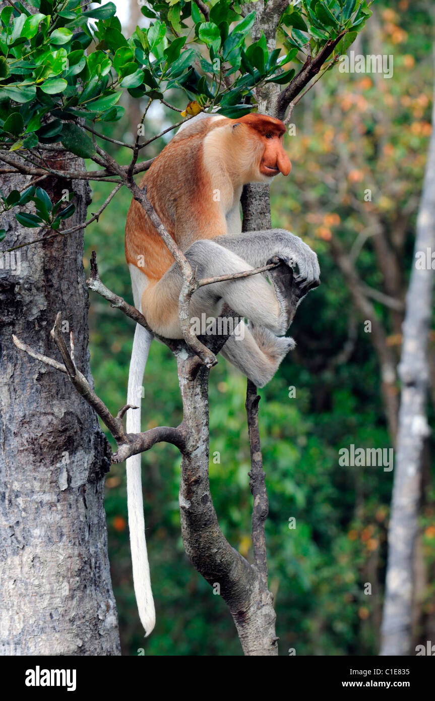 Labuk Bay Proboscis Monkey Sanctuary Conservation center sandakan sabah ...