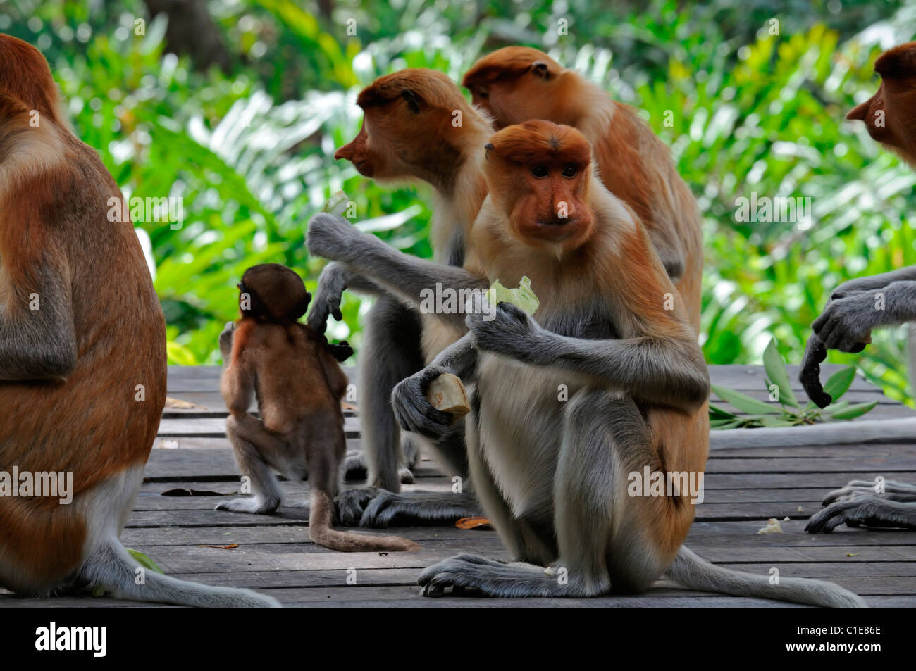 Labuk Bay Proboscis Monkey Sanctuary Conservation center sandakan sabah ...