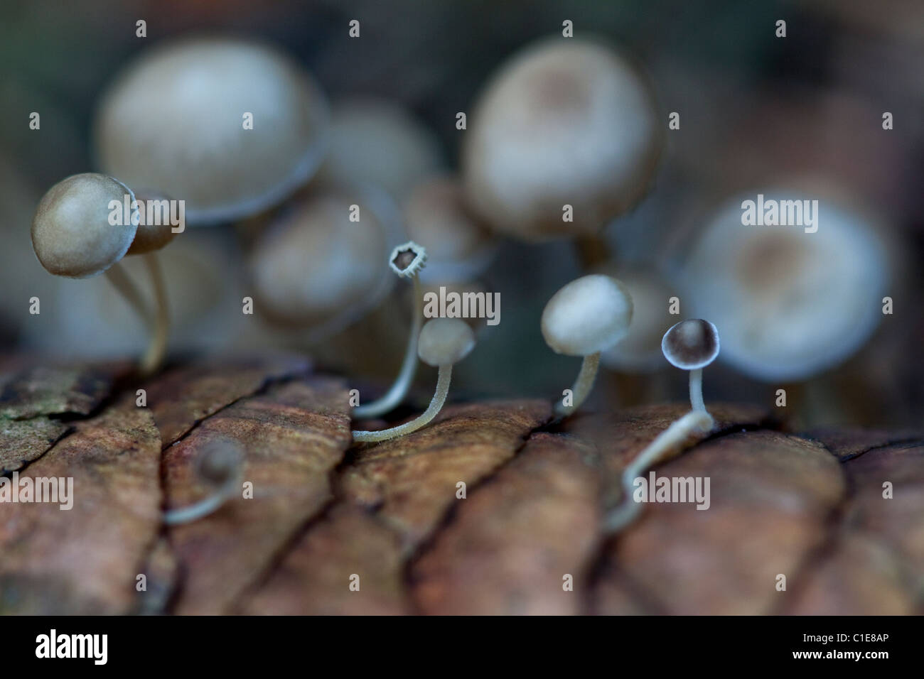 Sprucecone Cap, Strobilurus esculentus Stock Photo - Alamy
