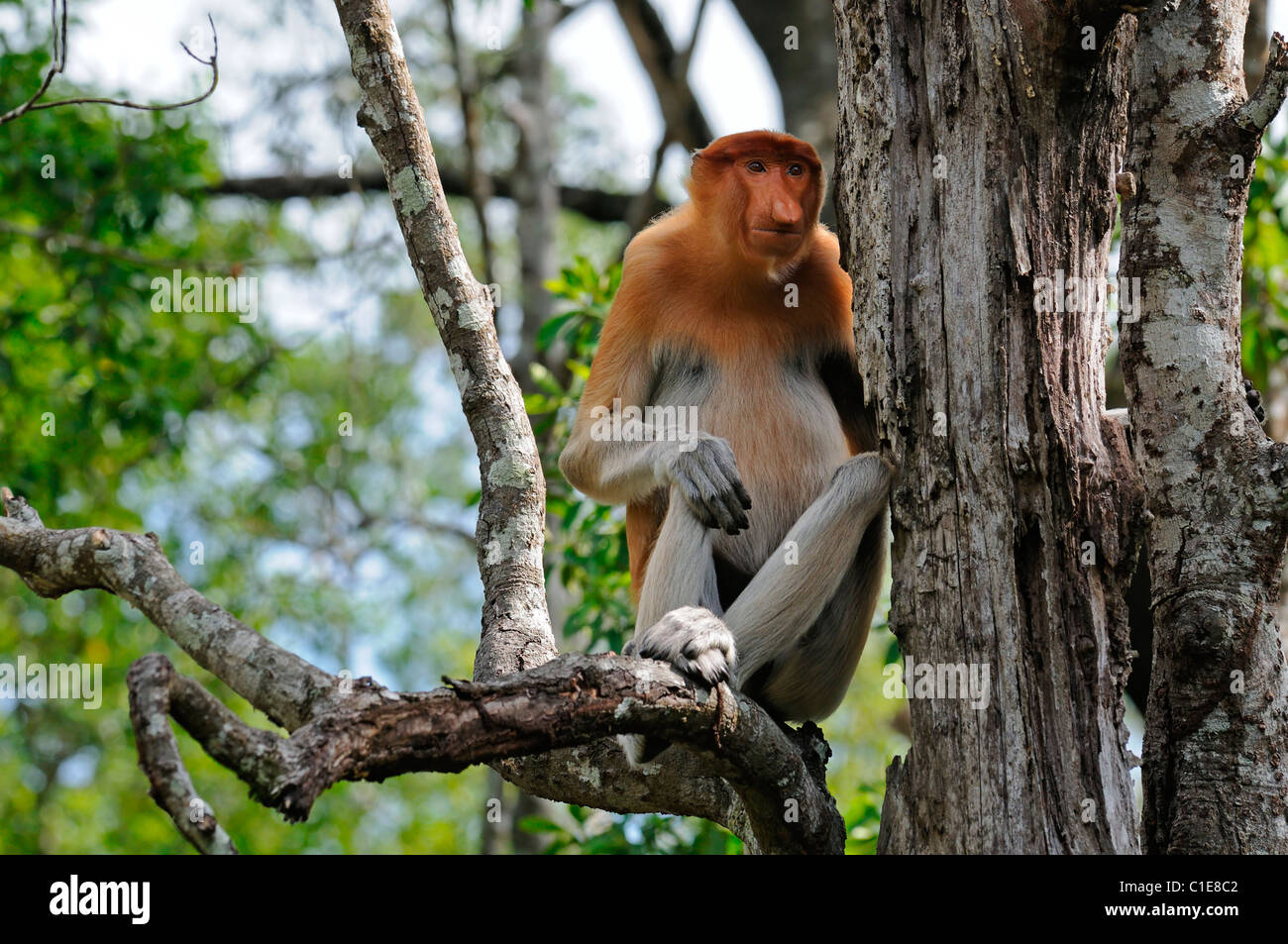 Labuk Bay Proboscis Monkey Sanctuary Conservation center sandakan sabah ...