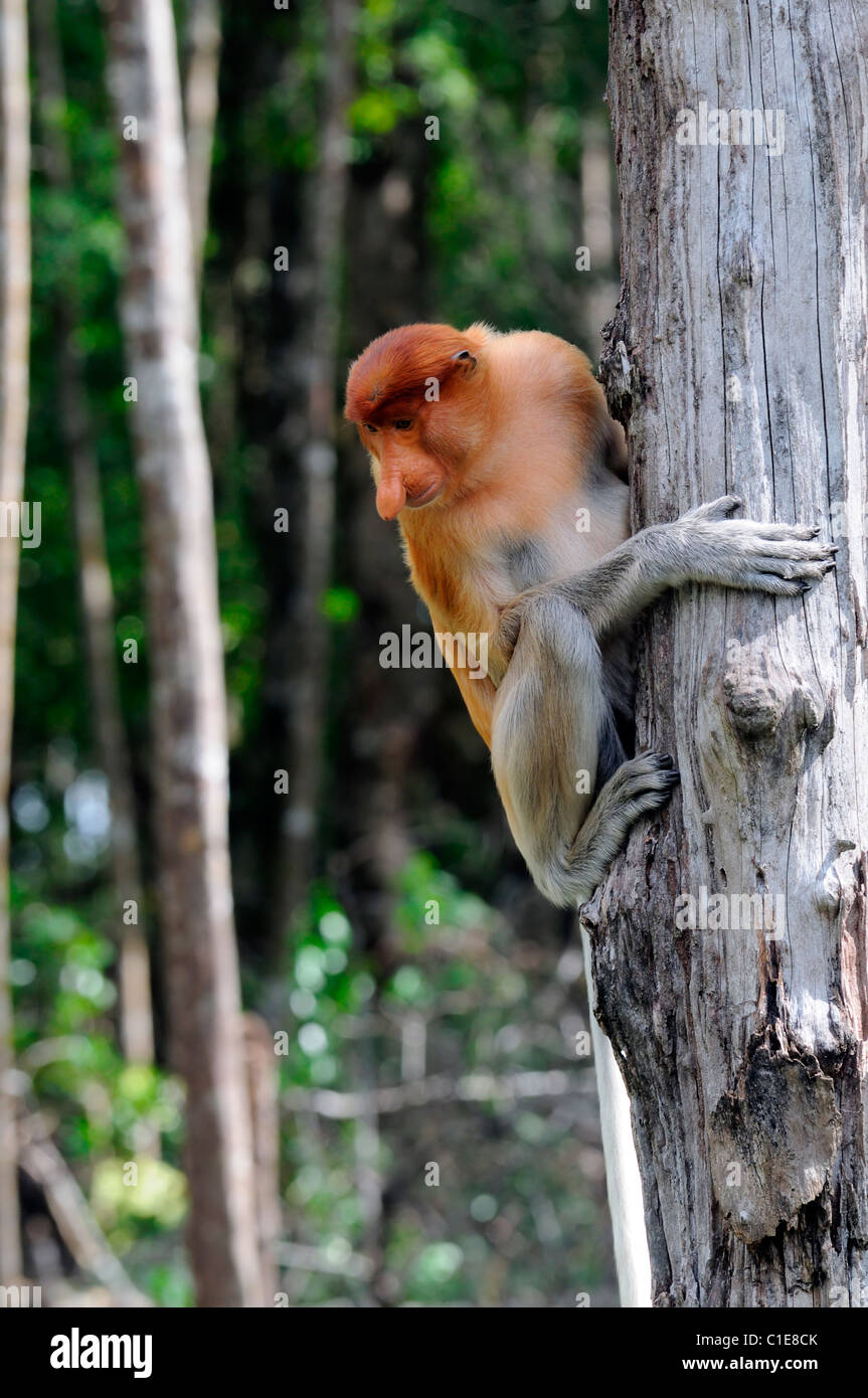 Labuk Bay Proboscis Monkey Sanctuary Conservation center sandakan sabah ...