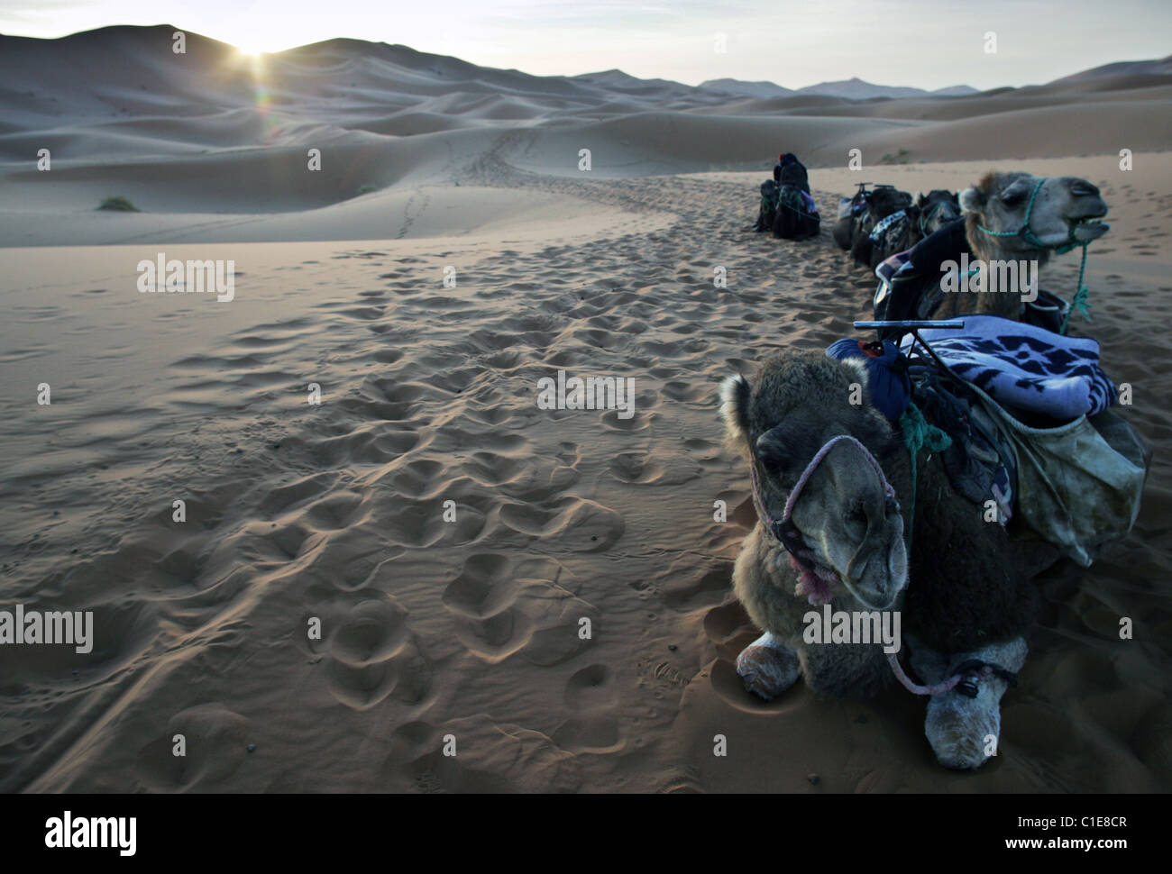 Camel camping trip at sunrise in the Sahara Desert at Erg Chebbi in ...