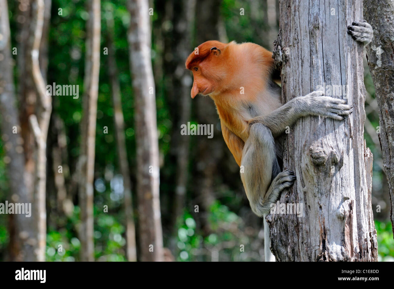 Labuk Bay Proboscis Monkey Sanctuary Conservation center sandakan sabah ...