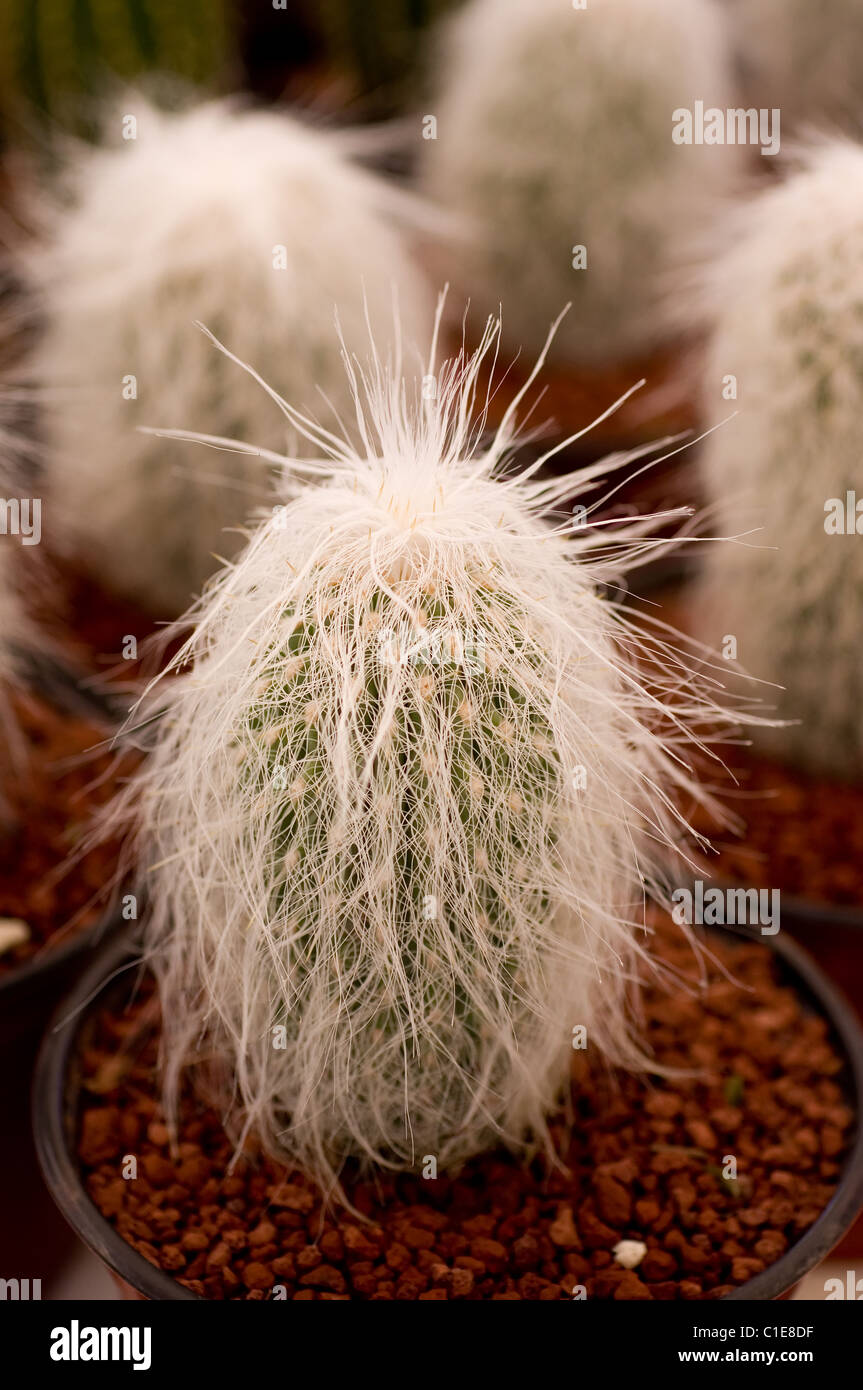 Young "Old man" cacti (Cephalocereus senilis) grown from seed Stock ...