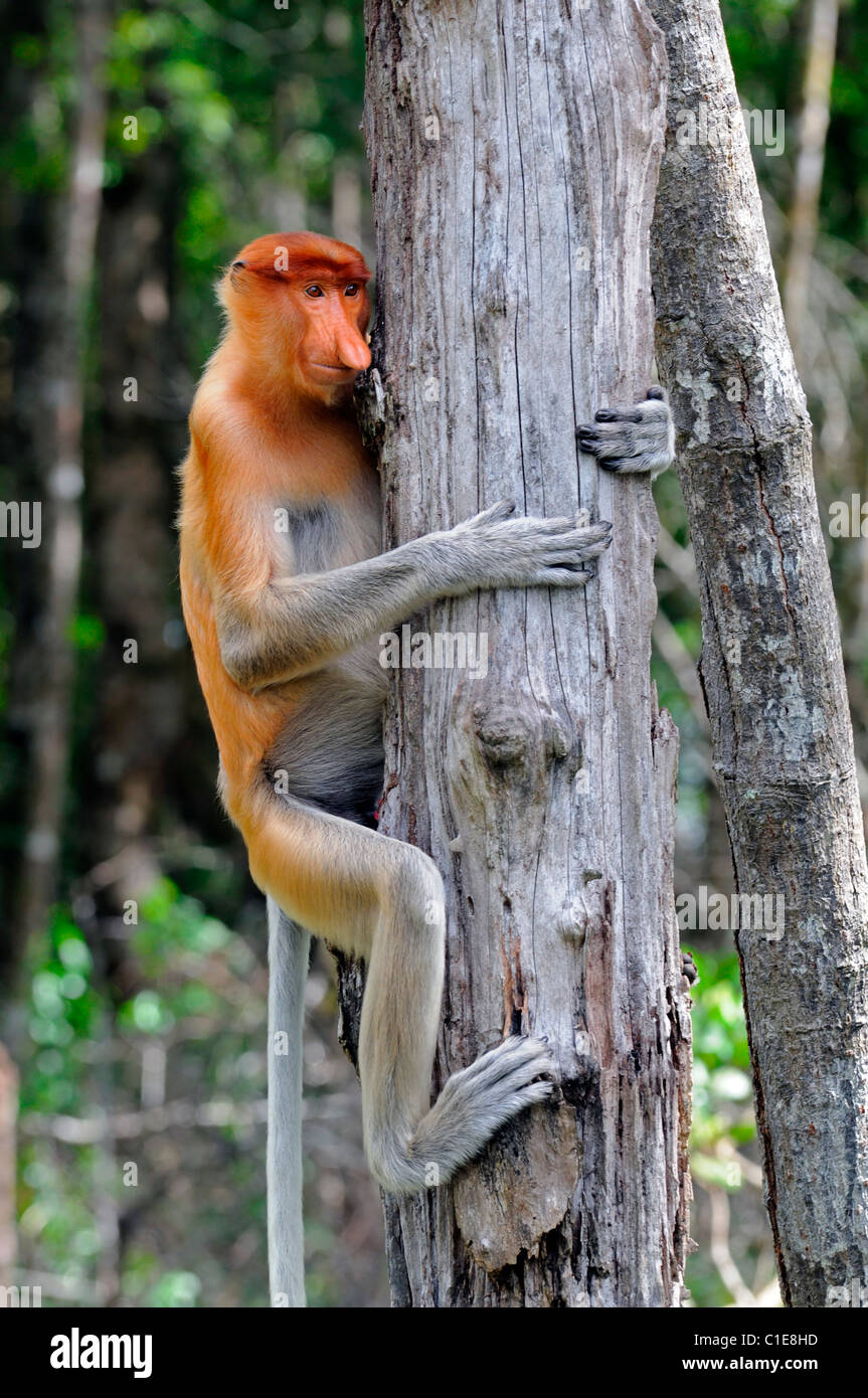 Labuk Bay Proboscis Monkey Sanctuary Conservation center sandakan sabah ...