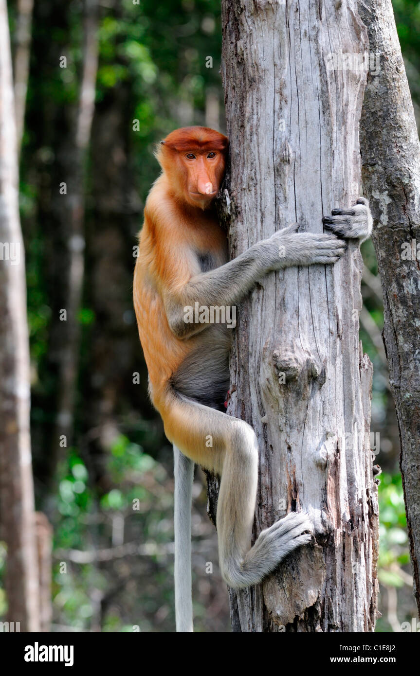Labuk Bay Proboscis Monkey Sanctuary Conservation center sandakan sabah ...