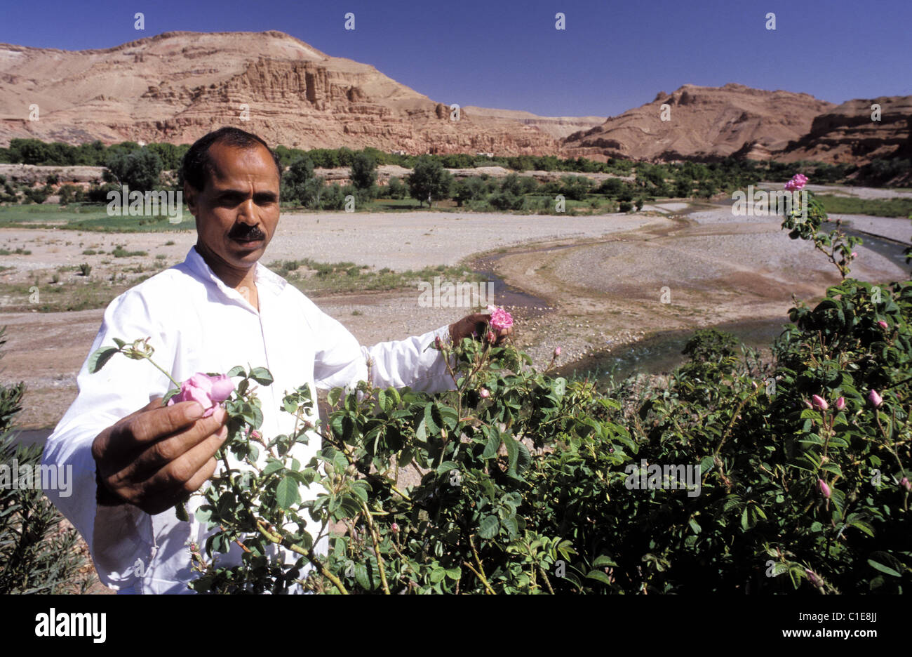 Morocco, Upper Atlas, Valley of the roses Stock Photo - Alamy