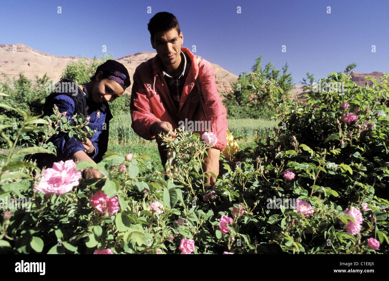 Morocco, Upper Atlas, Valley of the roses Stock Photo - Alamy