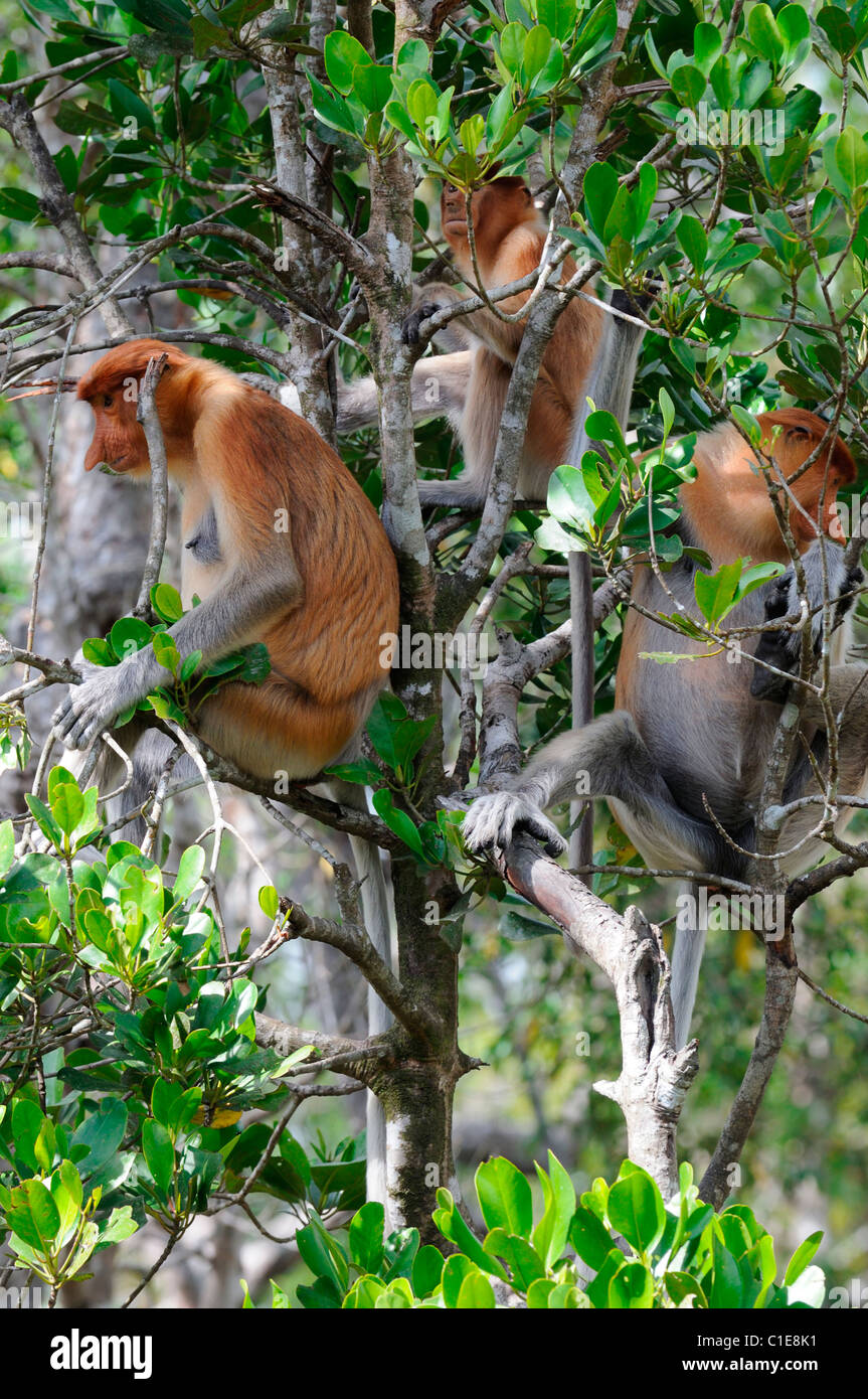 Labuk Bay Proboscis Monkey Sanctuary Conservation center sandakan sabah ...