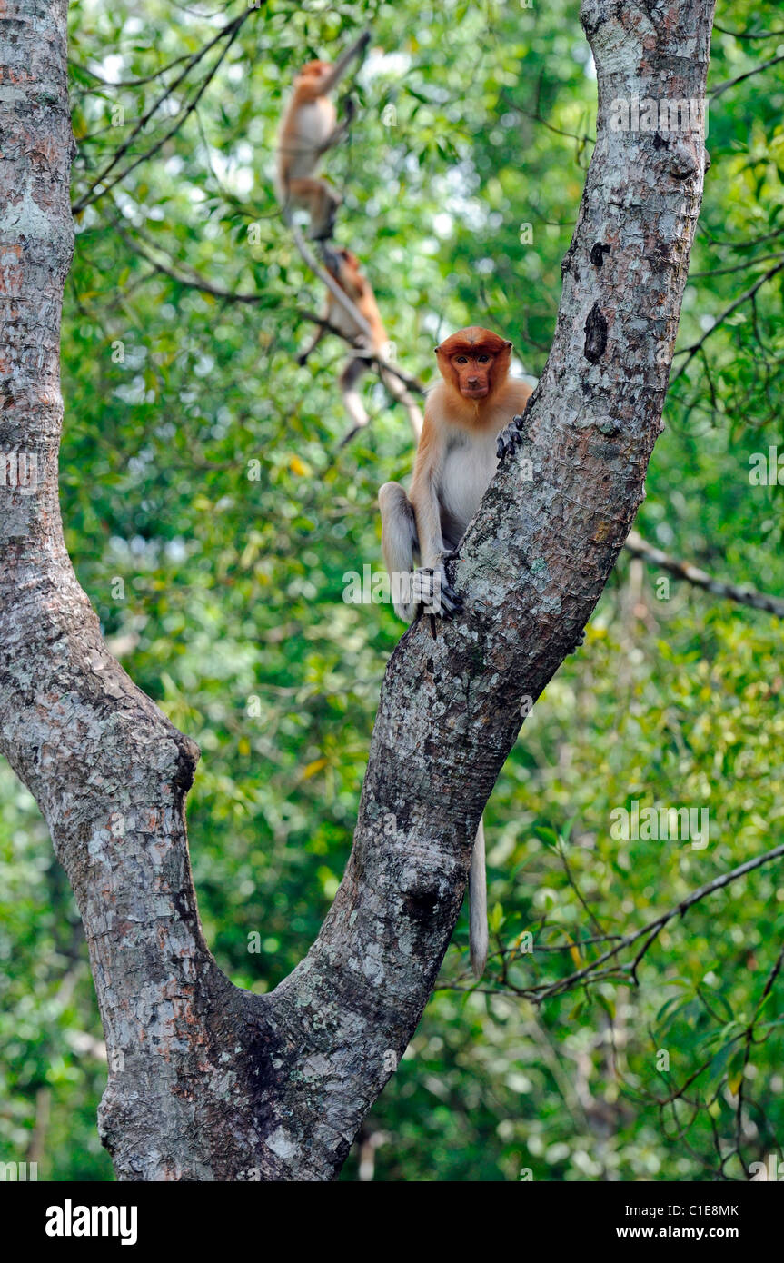 Monkey perched hi-res stock photography and images - Alamy