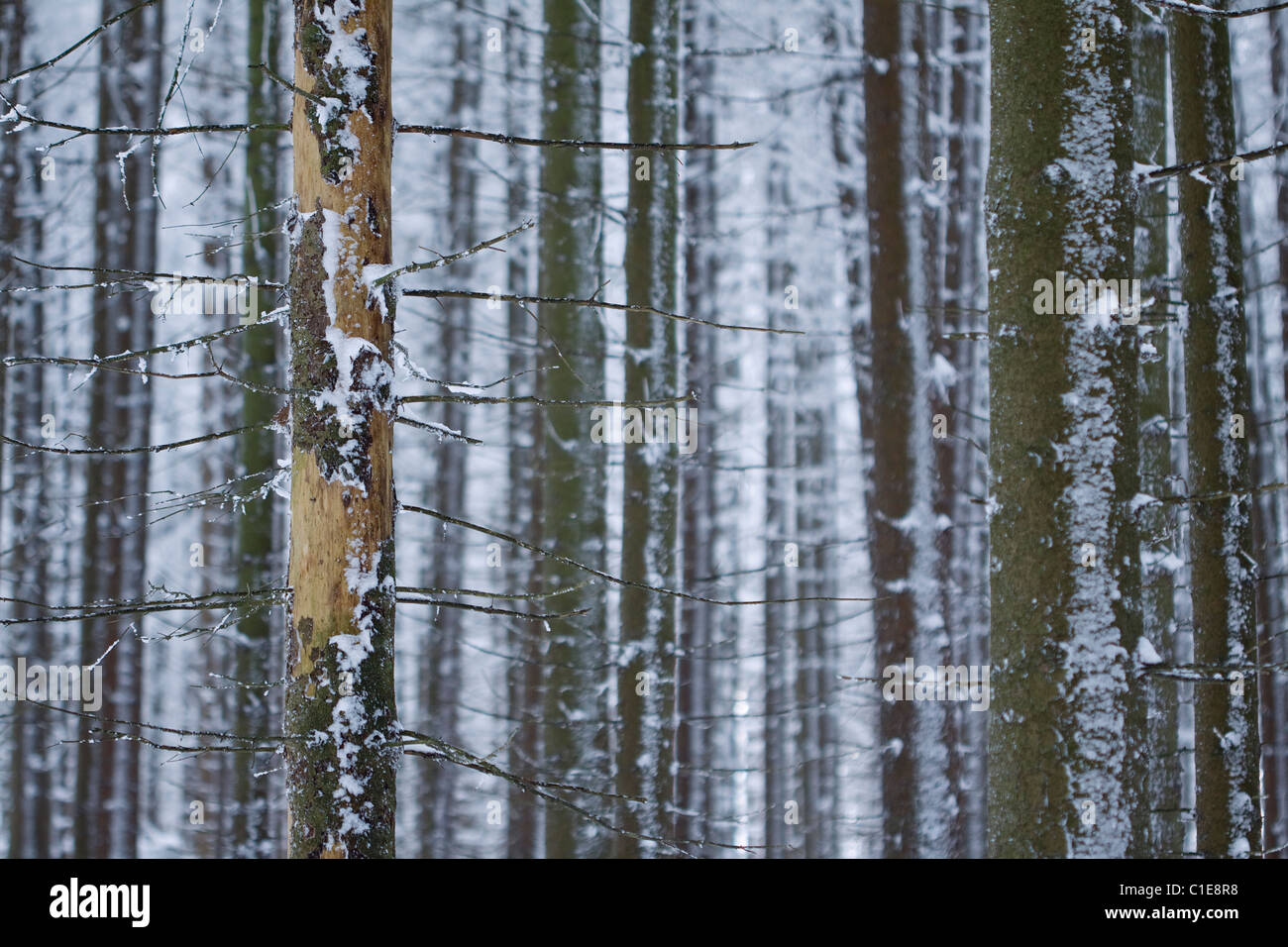 Dead spruce forest hi-res stock photography and images - Alamy