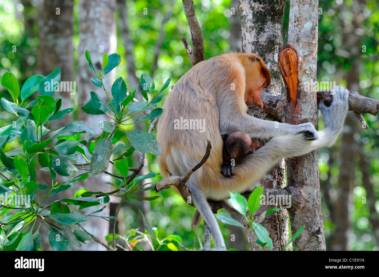 Labuk Bay Proboscis Monkey Sanctuary Conservation center sandakan sabah ...