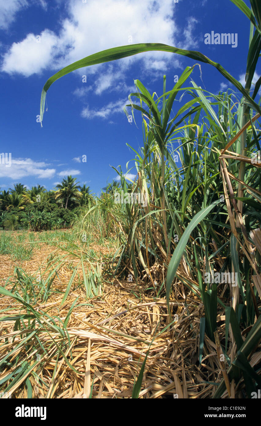 Sugar cane field, Saint Paul area, La Reunion island (France), Indian ...