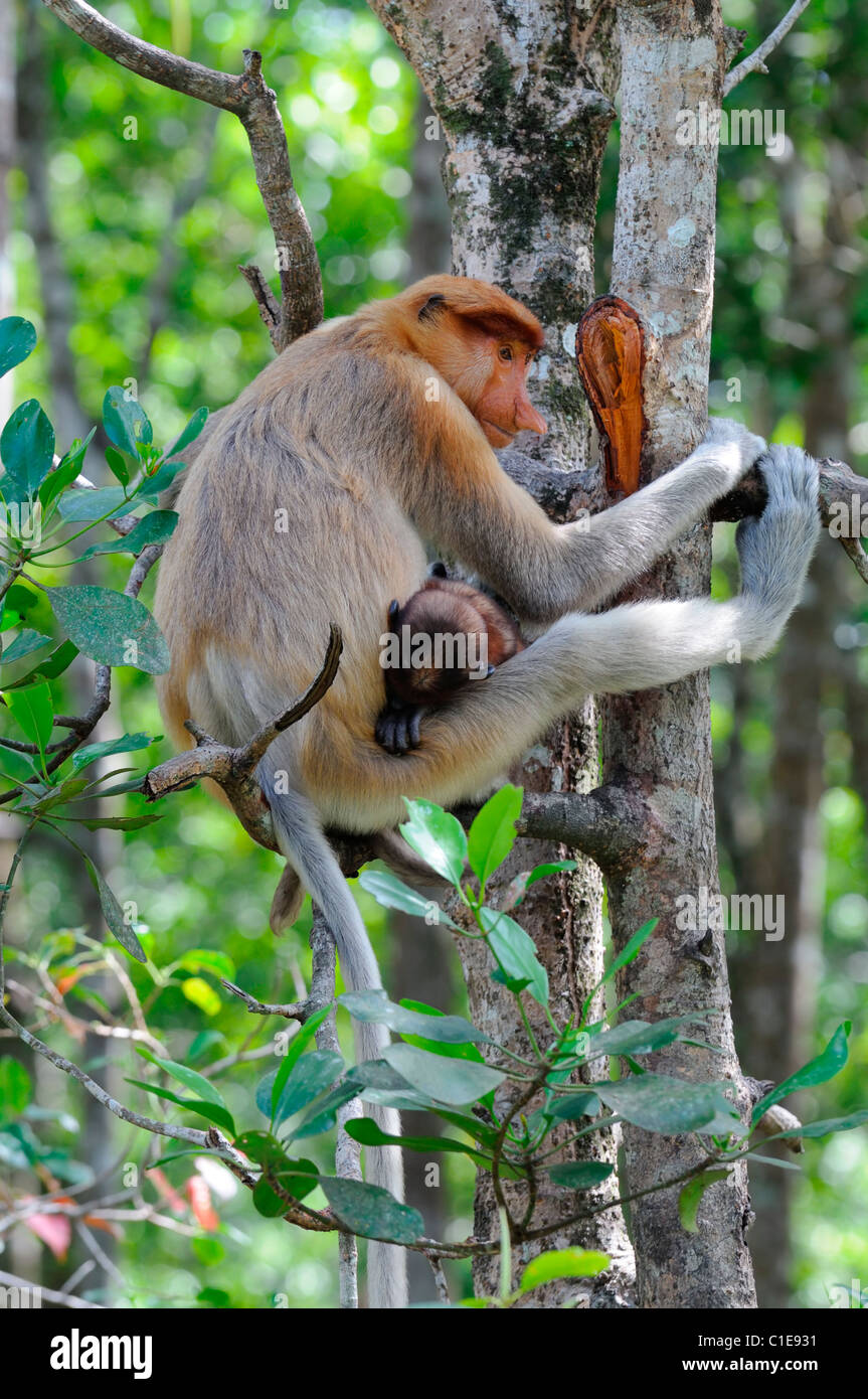 Labuk Bay Proboscis Monkey Sanctuary Conservation center sandakan sabah ...