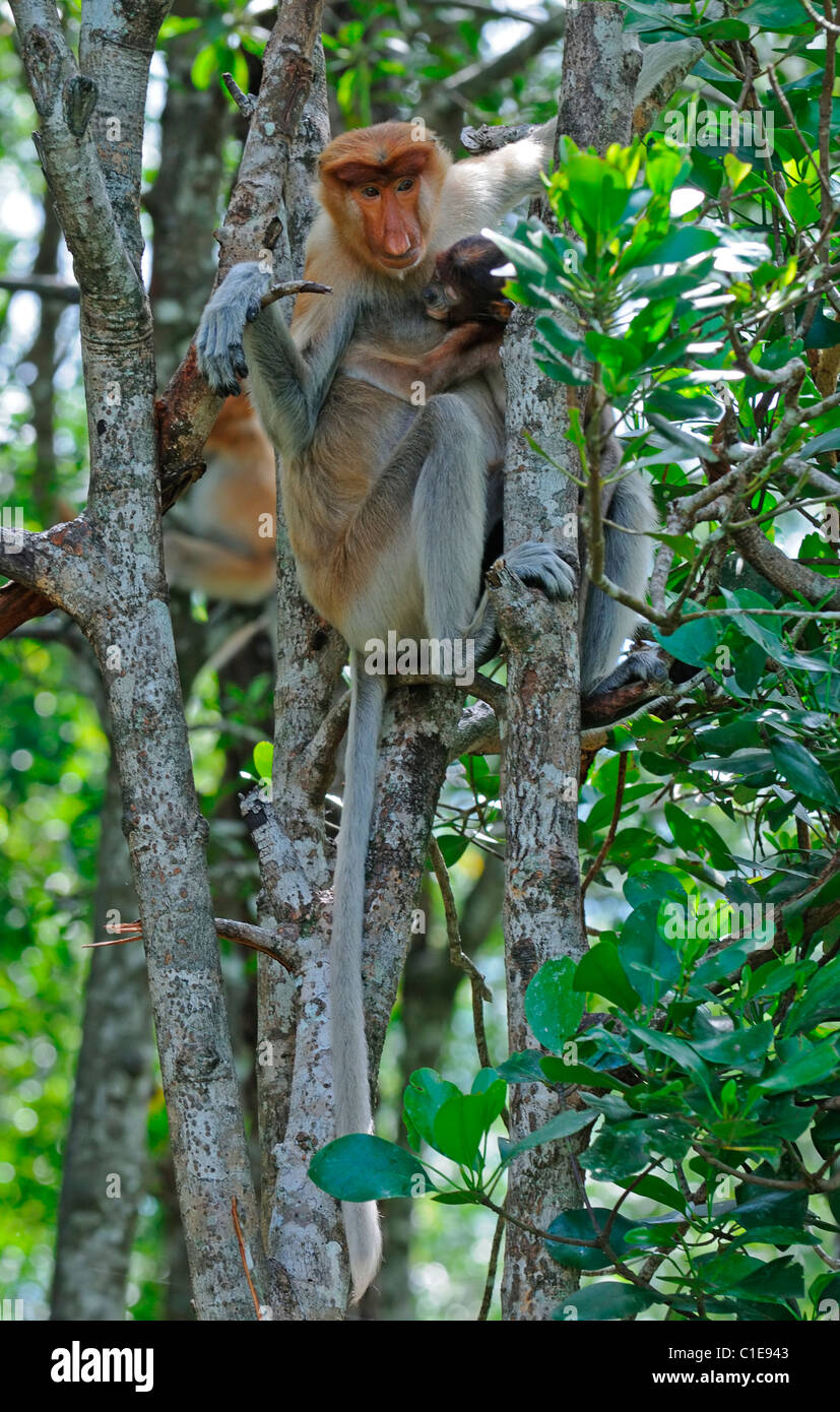 Labuk Bay Proboscis Monkey Sanctuary Conservation center sandakan sabah ...