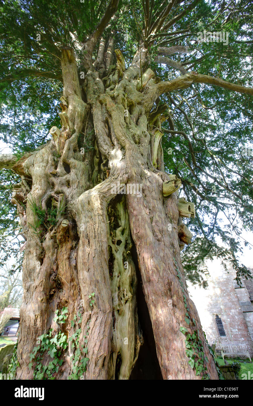 Yew tree. Long associated with religious sites. St Mary Magdalene ...