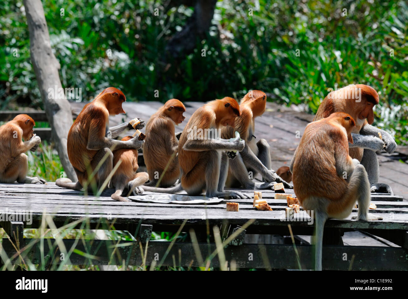 Labuk Bay Proboscis Monkey Sanctuary Conservation center sandakan sabah ...